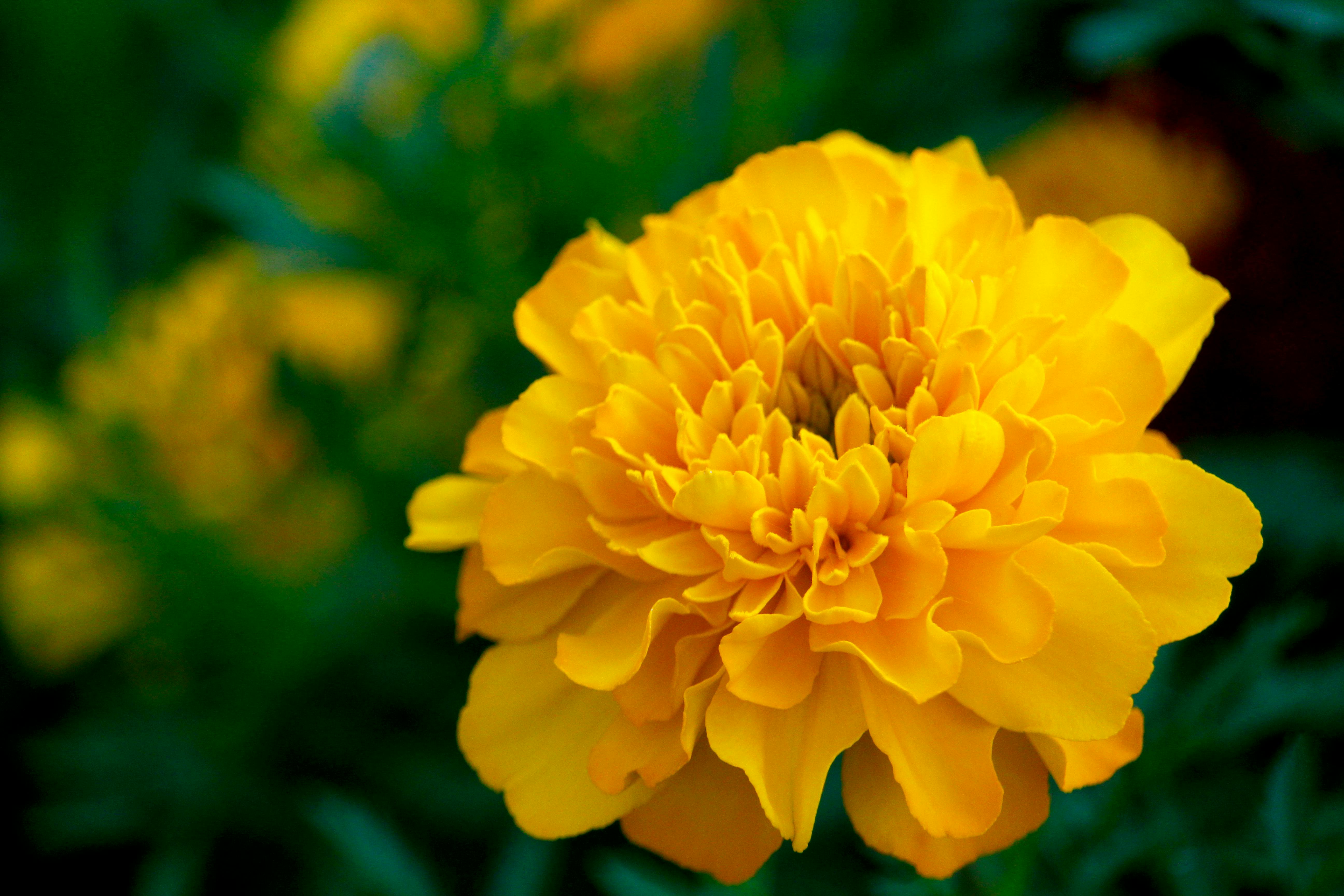 Close-up of a Vibrant Yellow Marigold Flower · Free Stock Photo