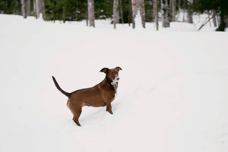 Dog+Pitchers Photos, Download The BEST Free Dog+Pitchers Stock Photos ...