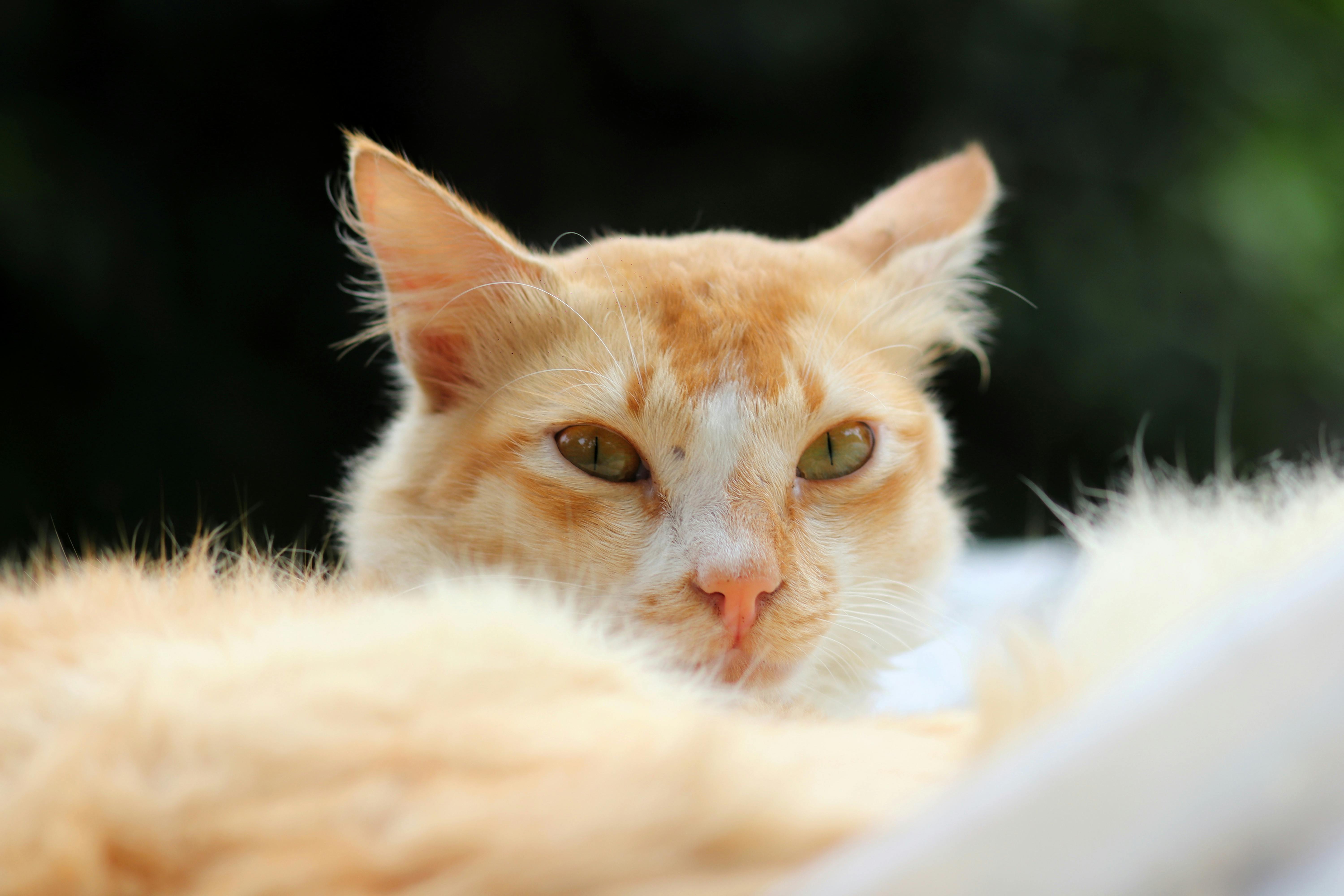 Close-Up Portrait of a Relaxed Cat · Free Stock Photo