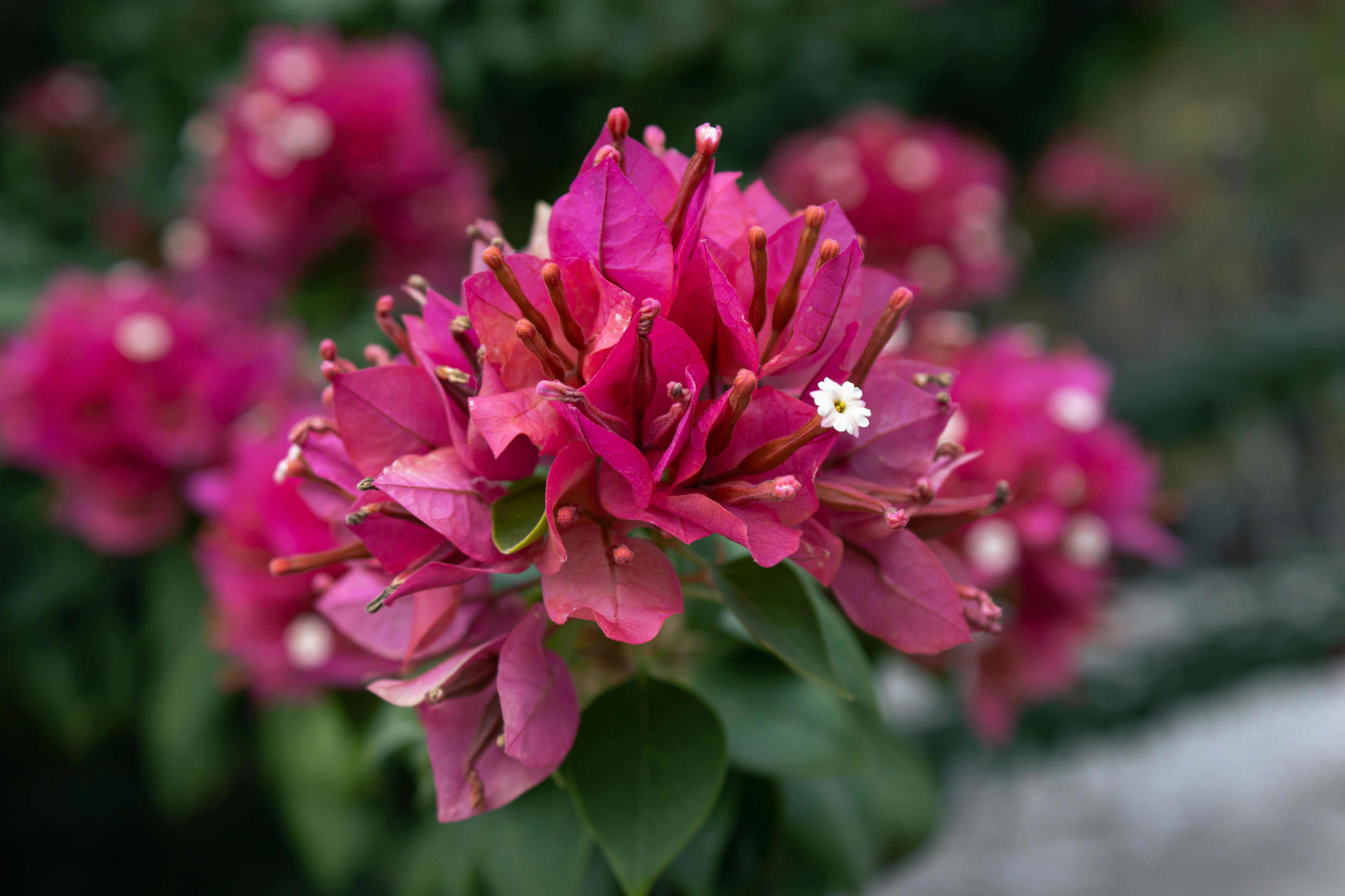 Plant Wallpaper Photos, Download The BEST Free Plant Wallpaper Stock ...