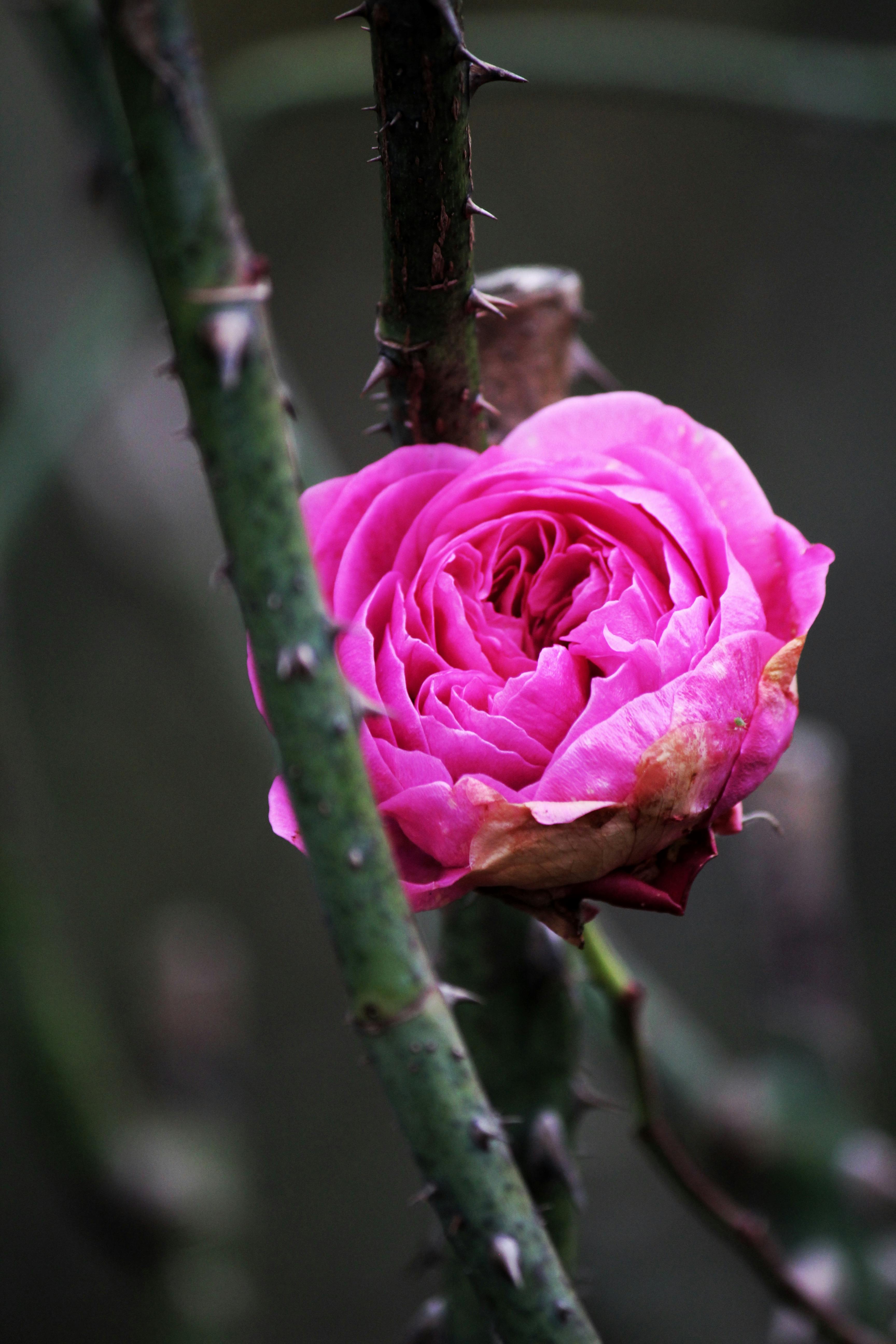Close-up of Vibrant Pink Rose Surrounded by Thorns · Free Stock Photo