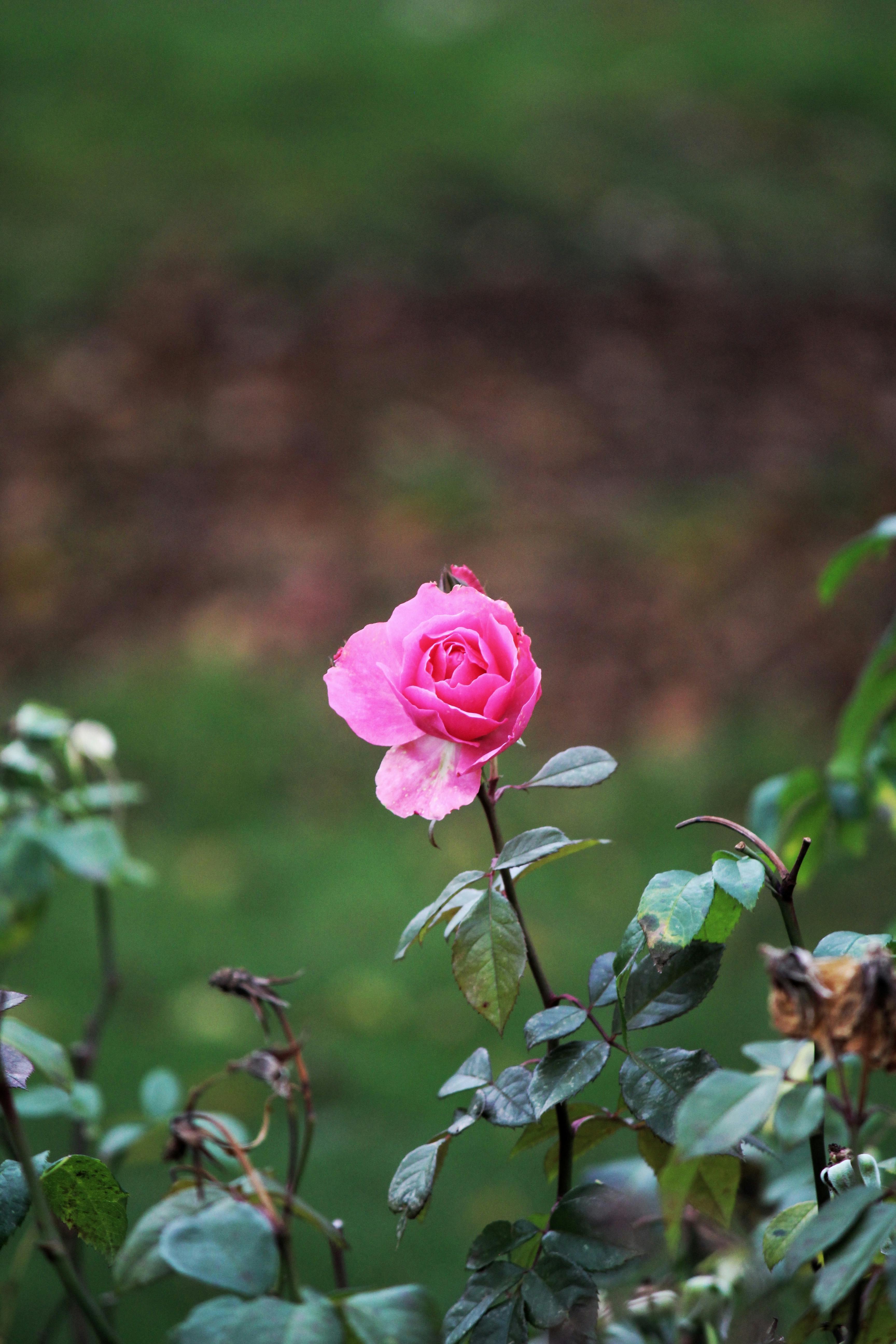 Photo Of Pink Rose · Free Stock Photo