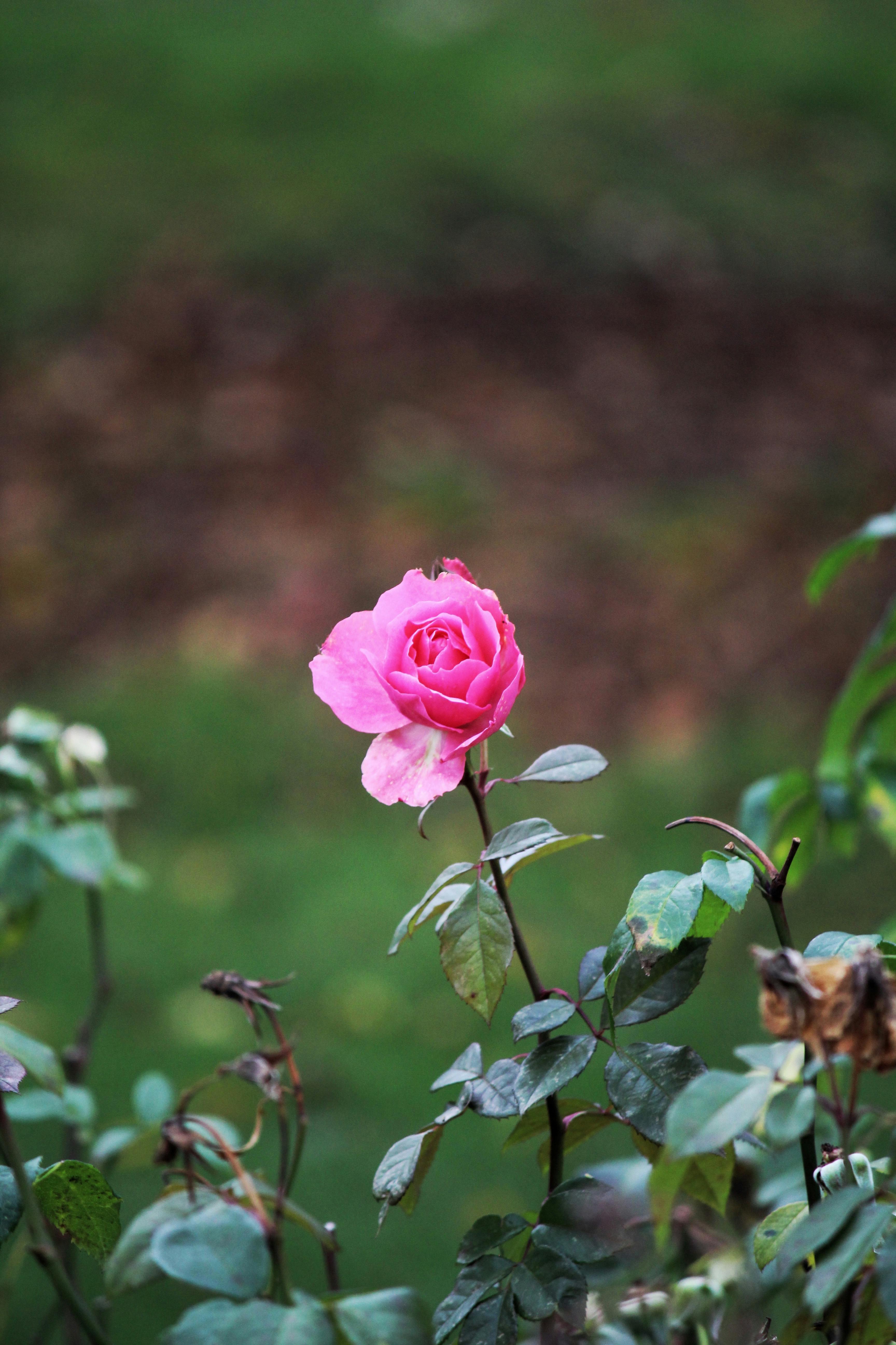 Rosa Live Photos, Download The BEST Free Rosa Live Stock Photos & HD Images