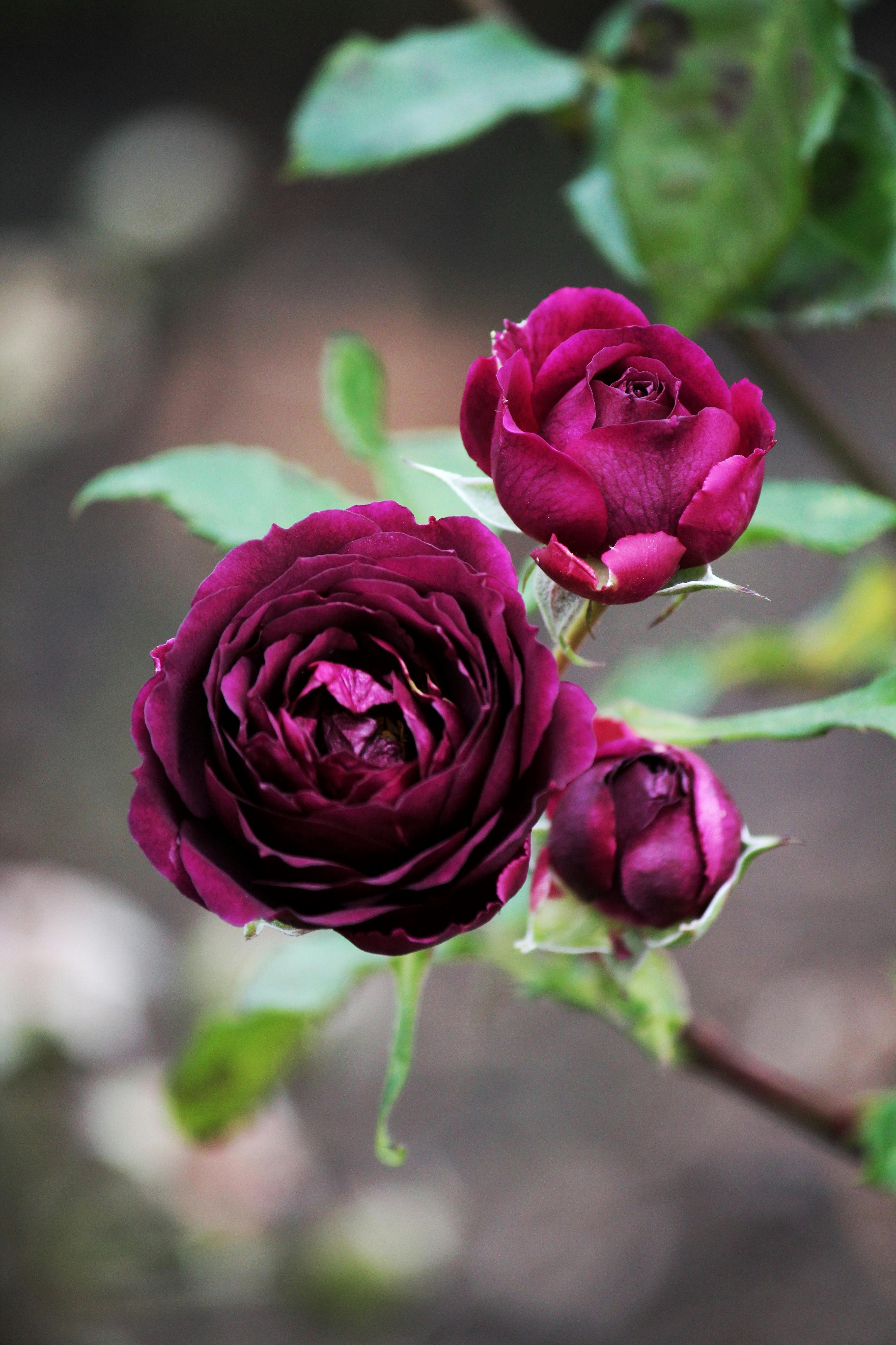 Vibrant Purple Roses Blooming in Springtime · Free Stock Photo