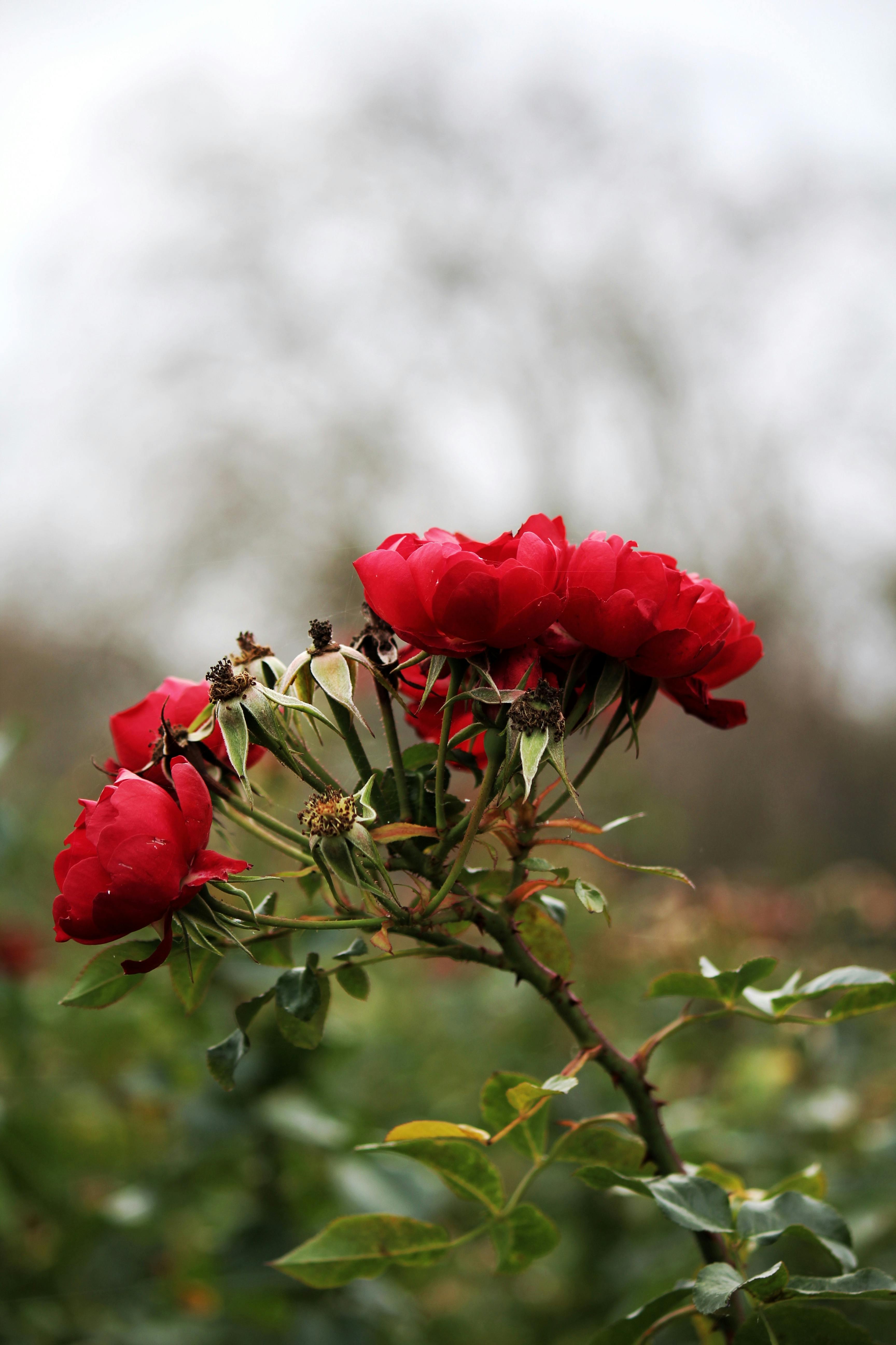 Vibrant Red Roses in Bloom on a Bush · Free Stock Photo