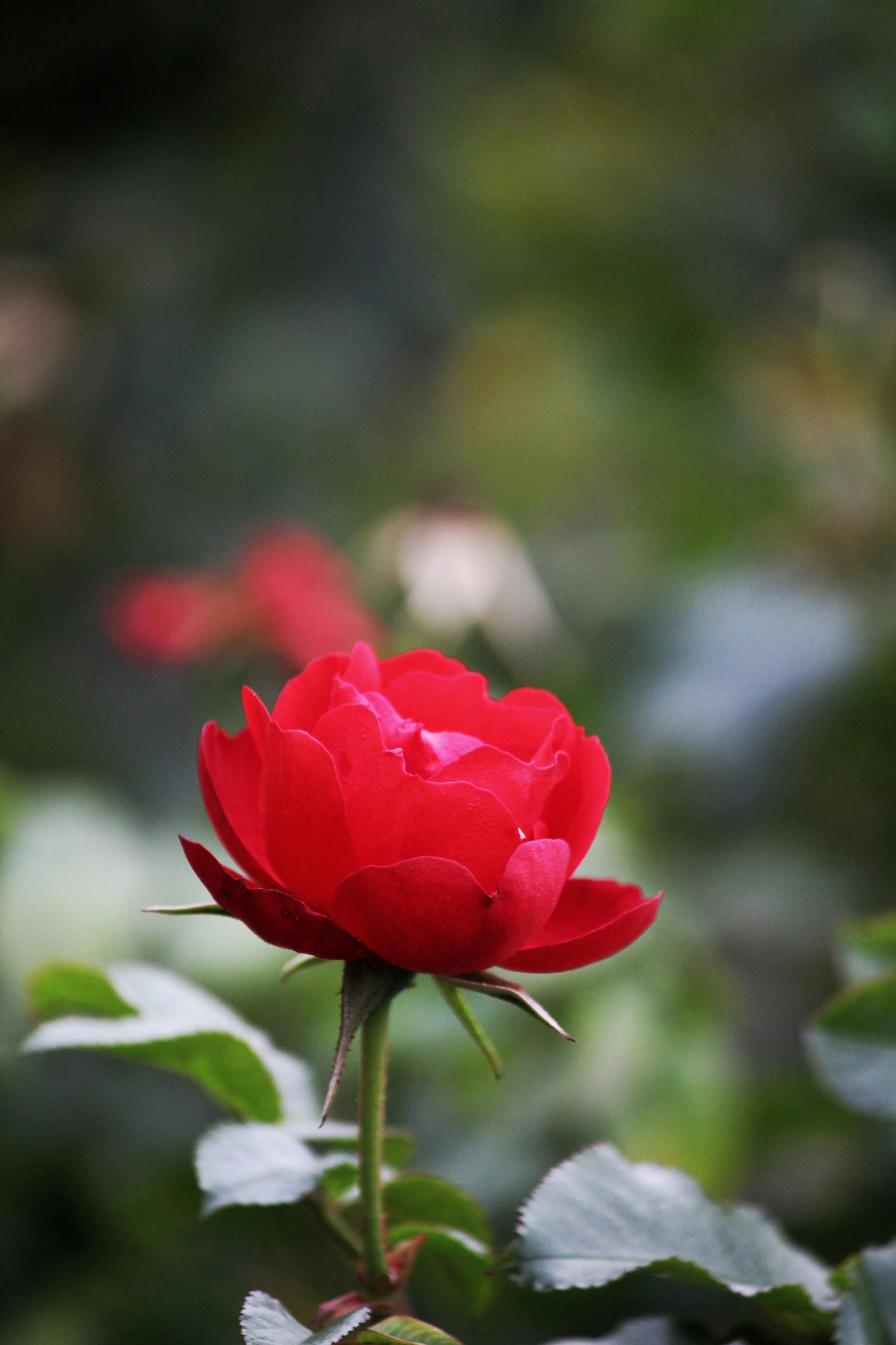 Vibrant Red Rose in Bloom in a Garden Setting · Free Stock Photo