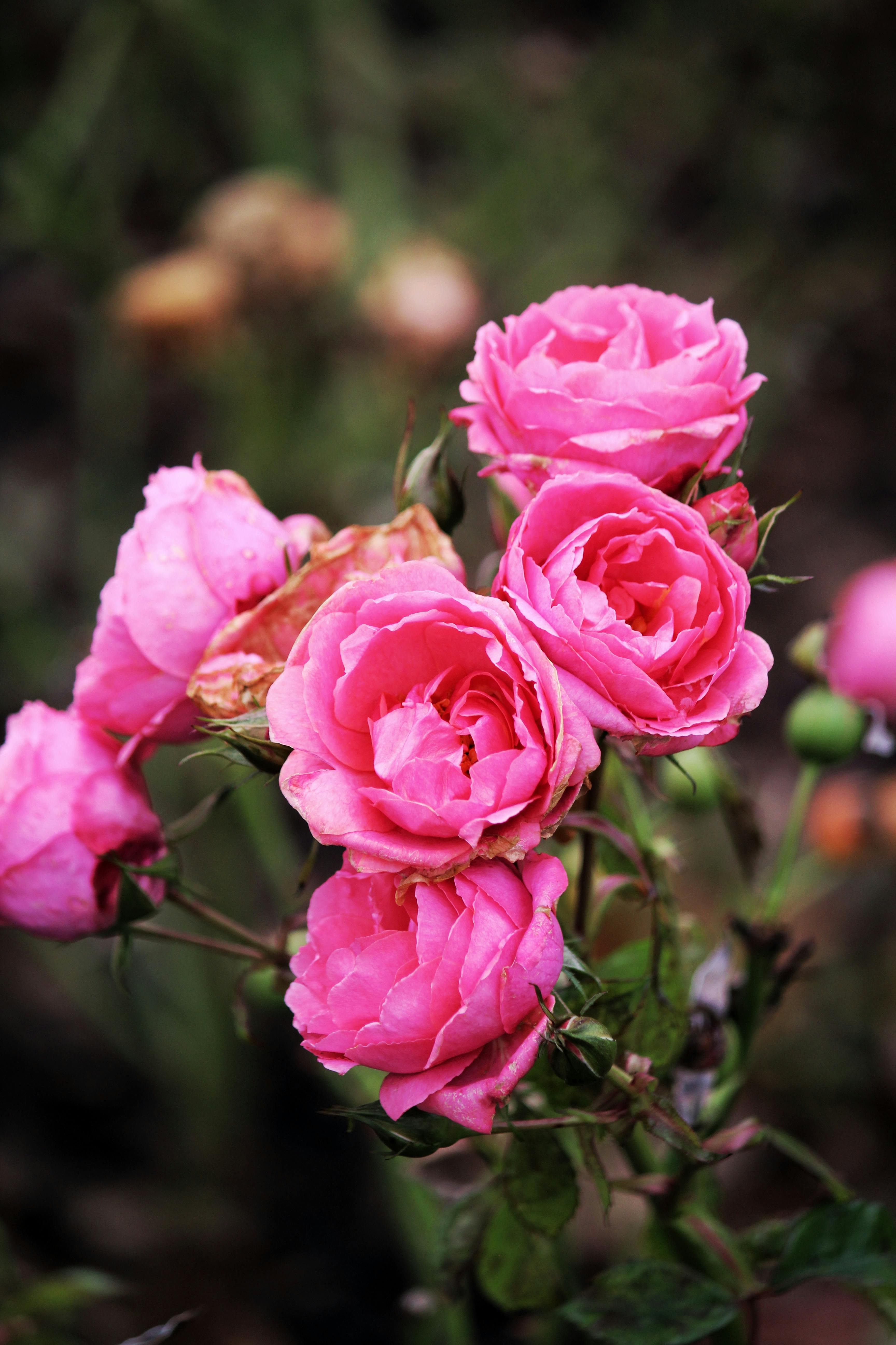 Vibrant Pink Roses in a Garden Setting · Free Stock Photo