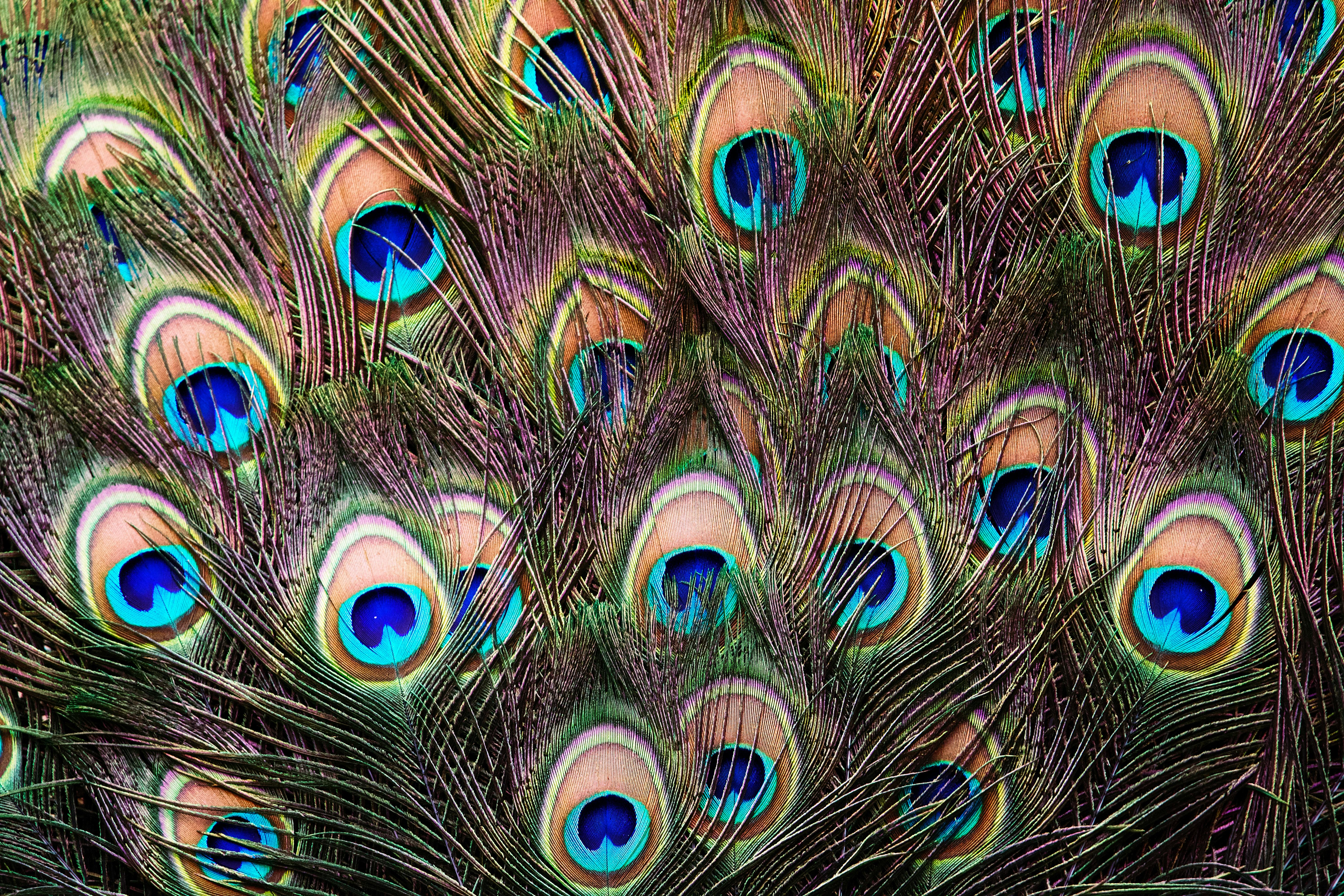Vibrant Peacock Feathers Close-Up Detail · Free Stock Photo
