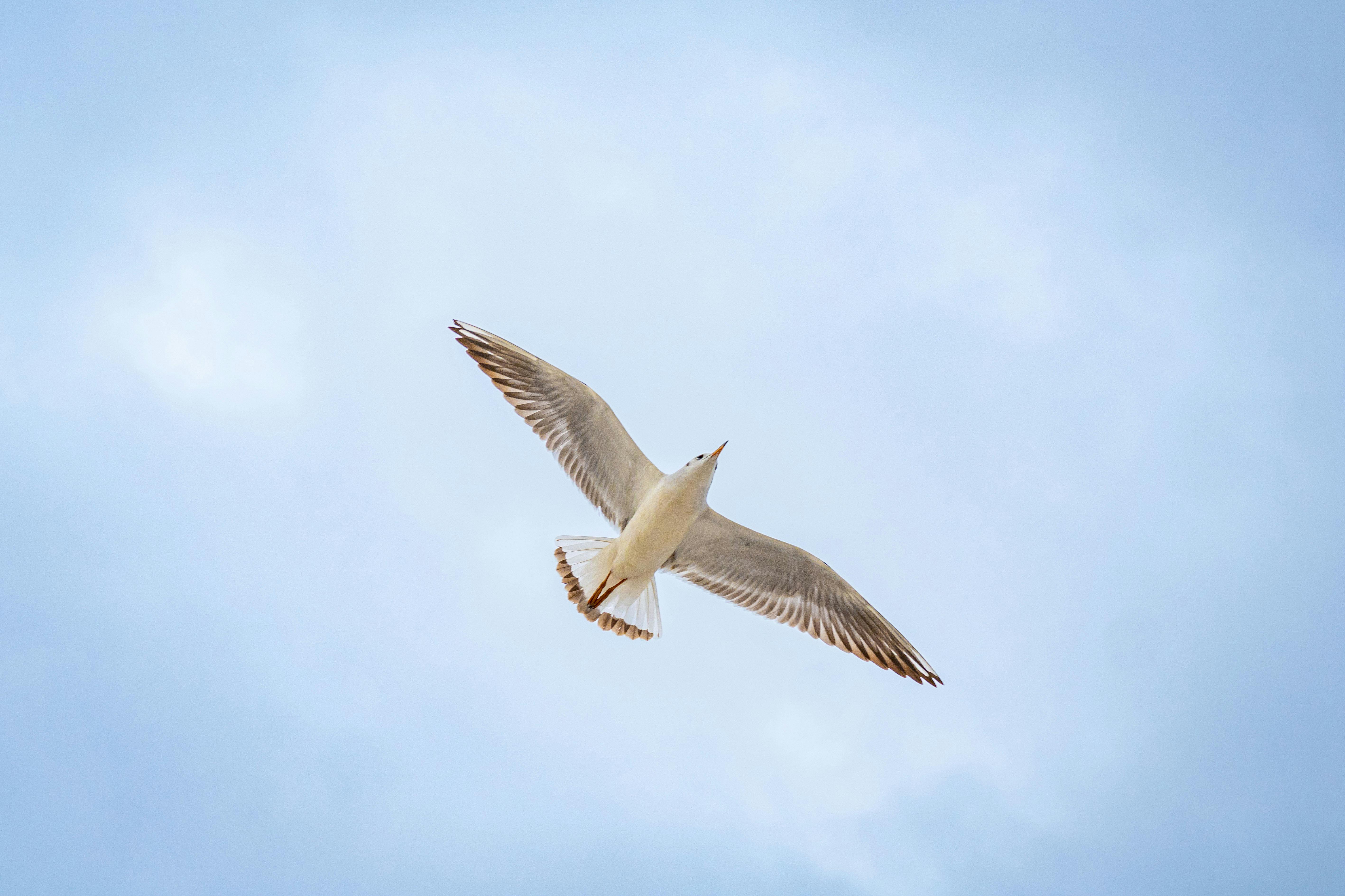 Airy Flight Photos, Download The BEST Free Airy Flight Stock Photos ...