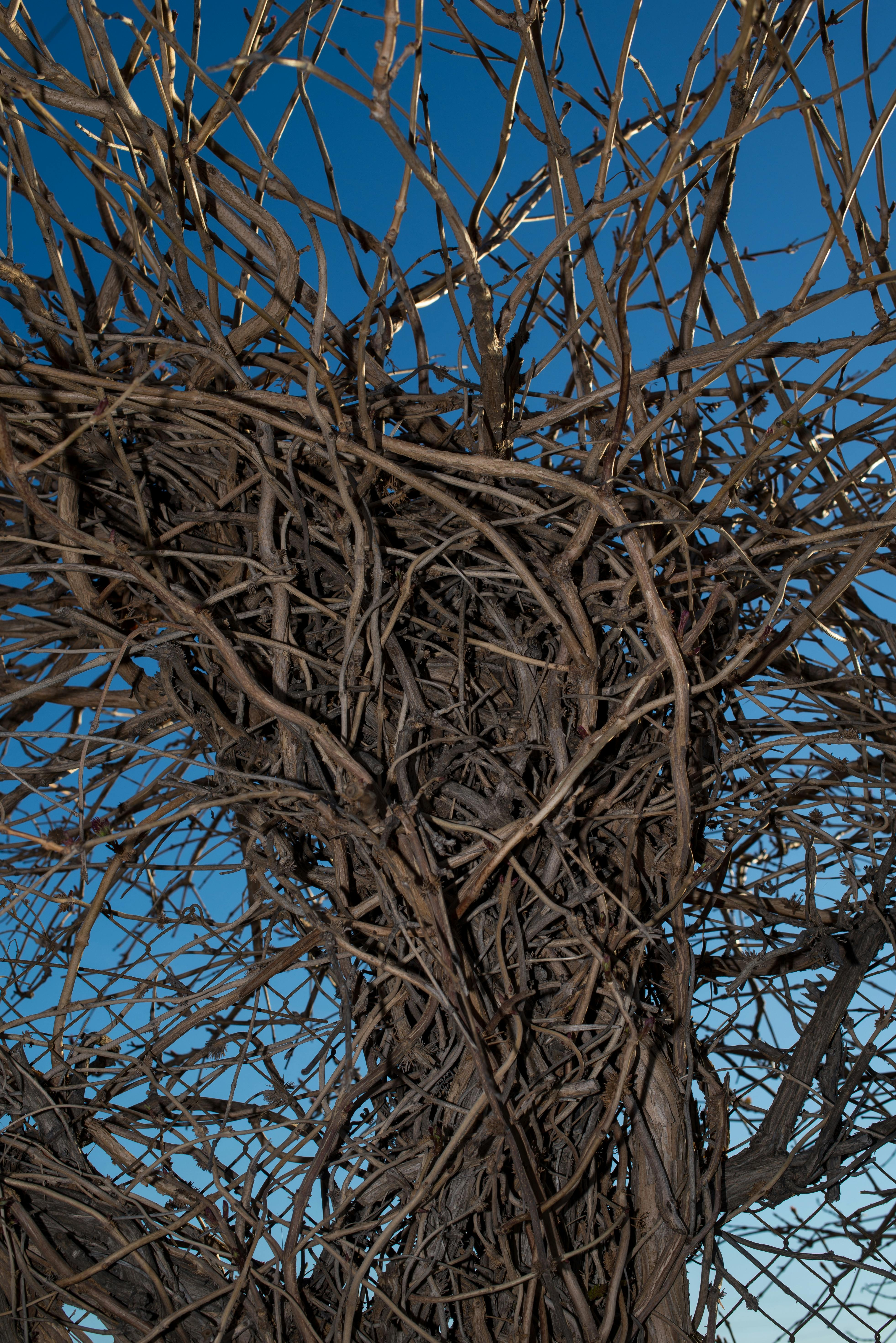 Entwined Branches Against Clear Blue Sky · Free Stock Photo