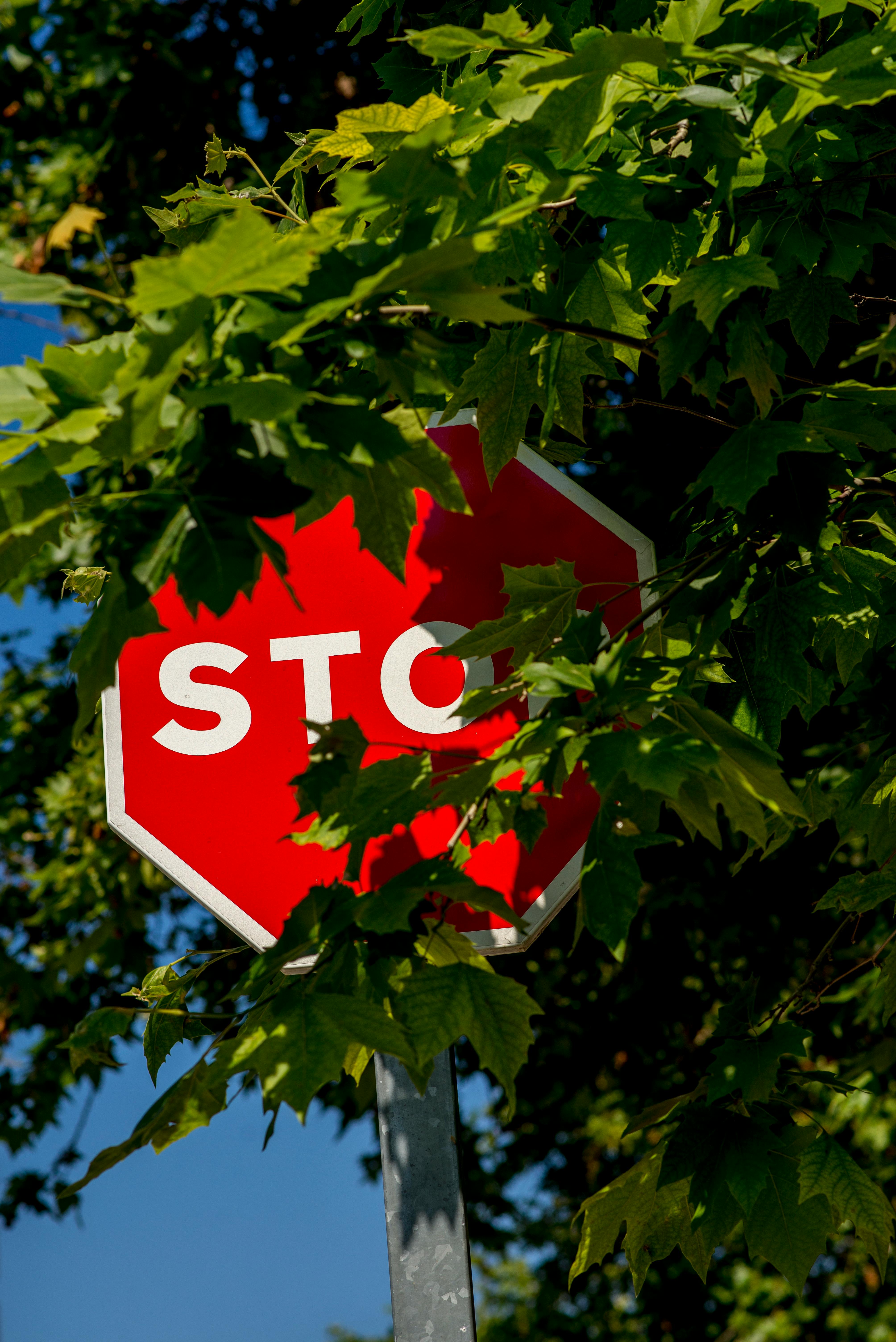 Partially Obscured Stop Sign in Leafy Surroundings · Free Stock Photo