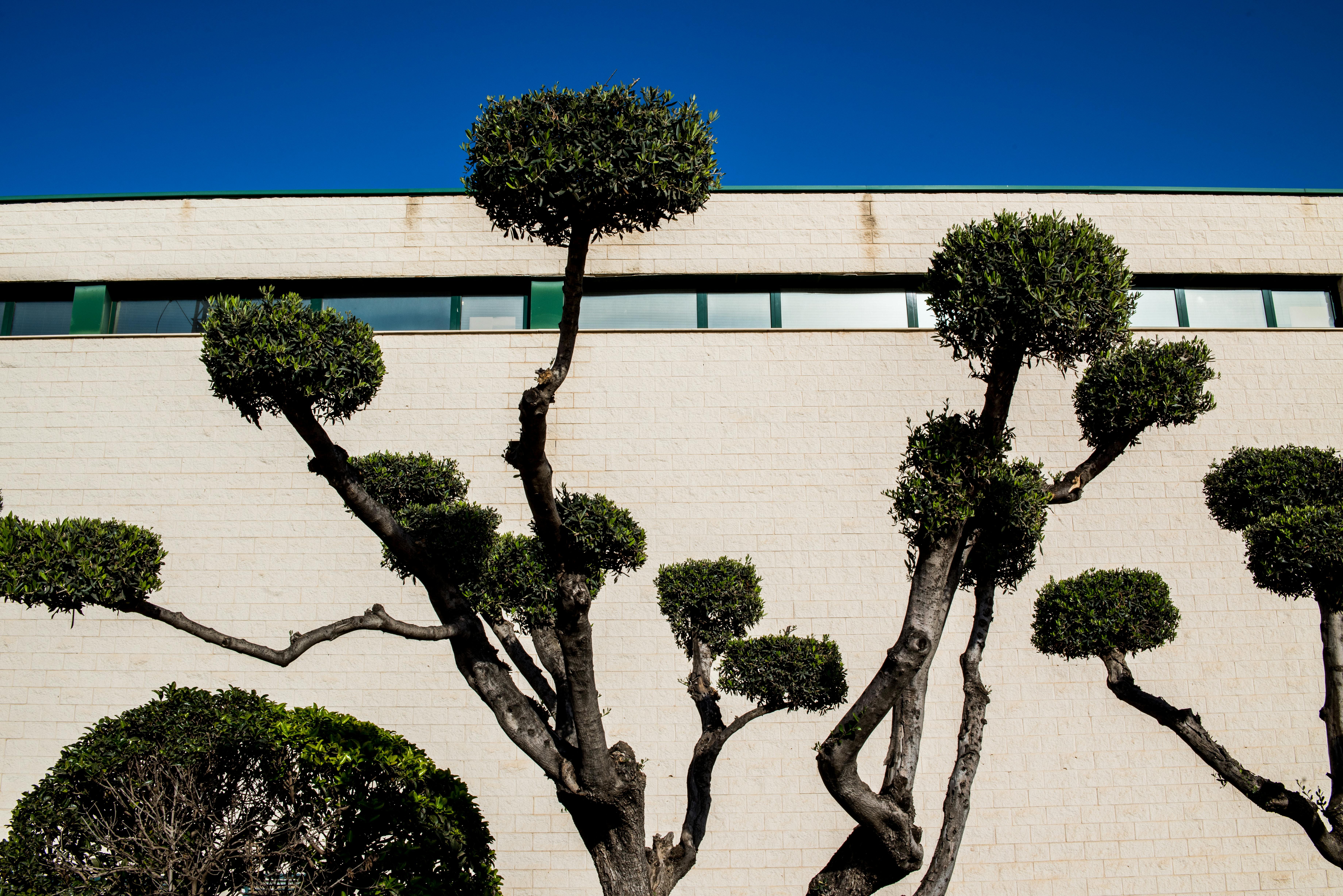 Pruned Trees Against Modern Building Façade · Free Stock Photo