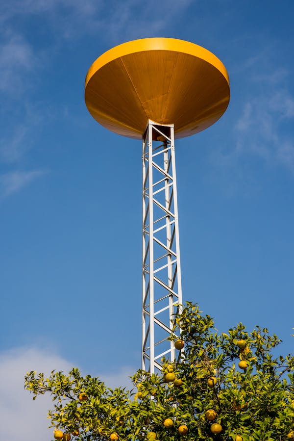 Citrus Tree Photos, Download The BEST Free Citrus Tree Stock Photos ...