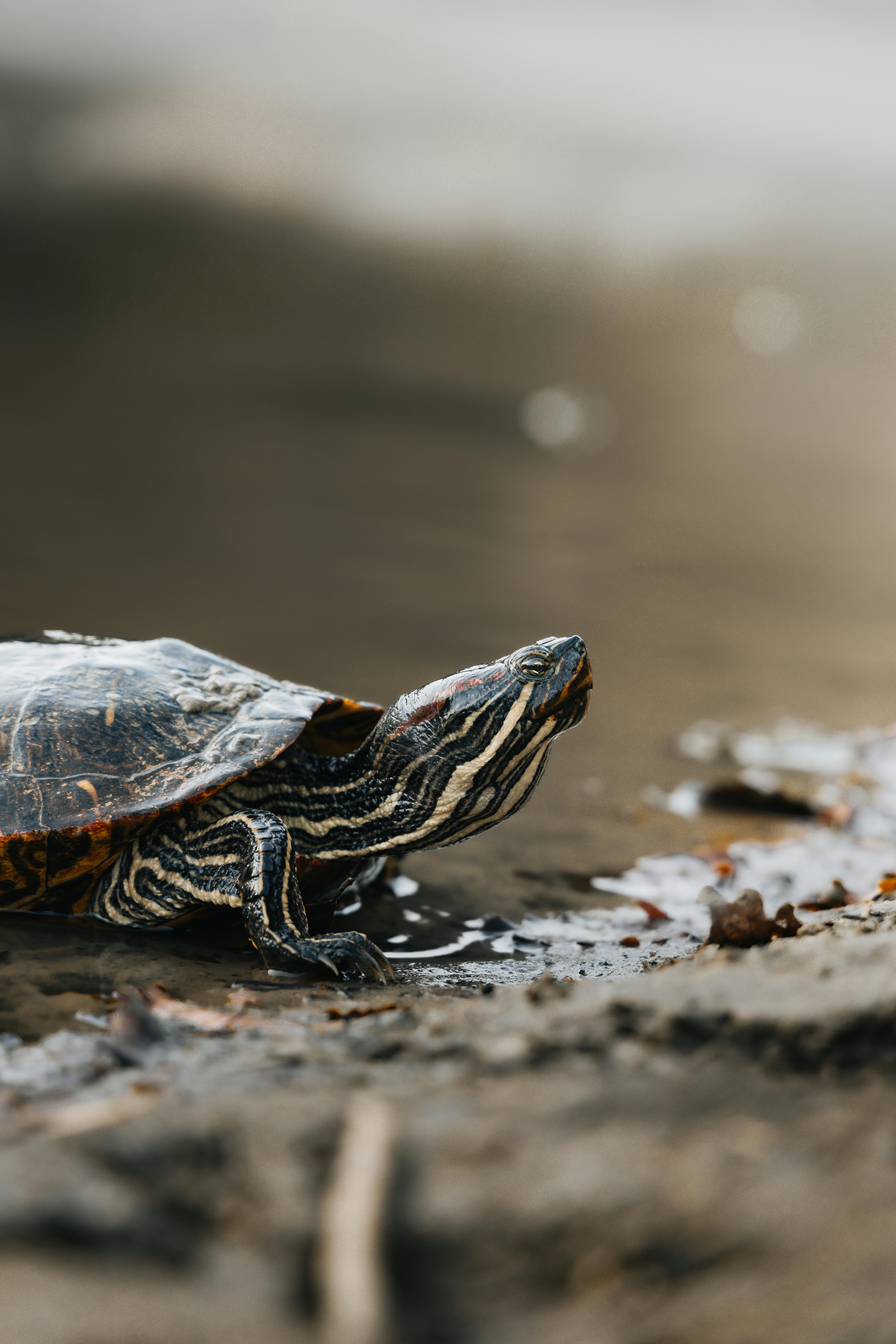 Turtle Wallpaper Photos, Download The BEST Free Turtle Wallpaper Stock ...