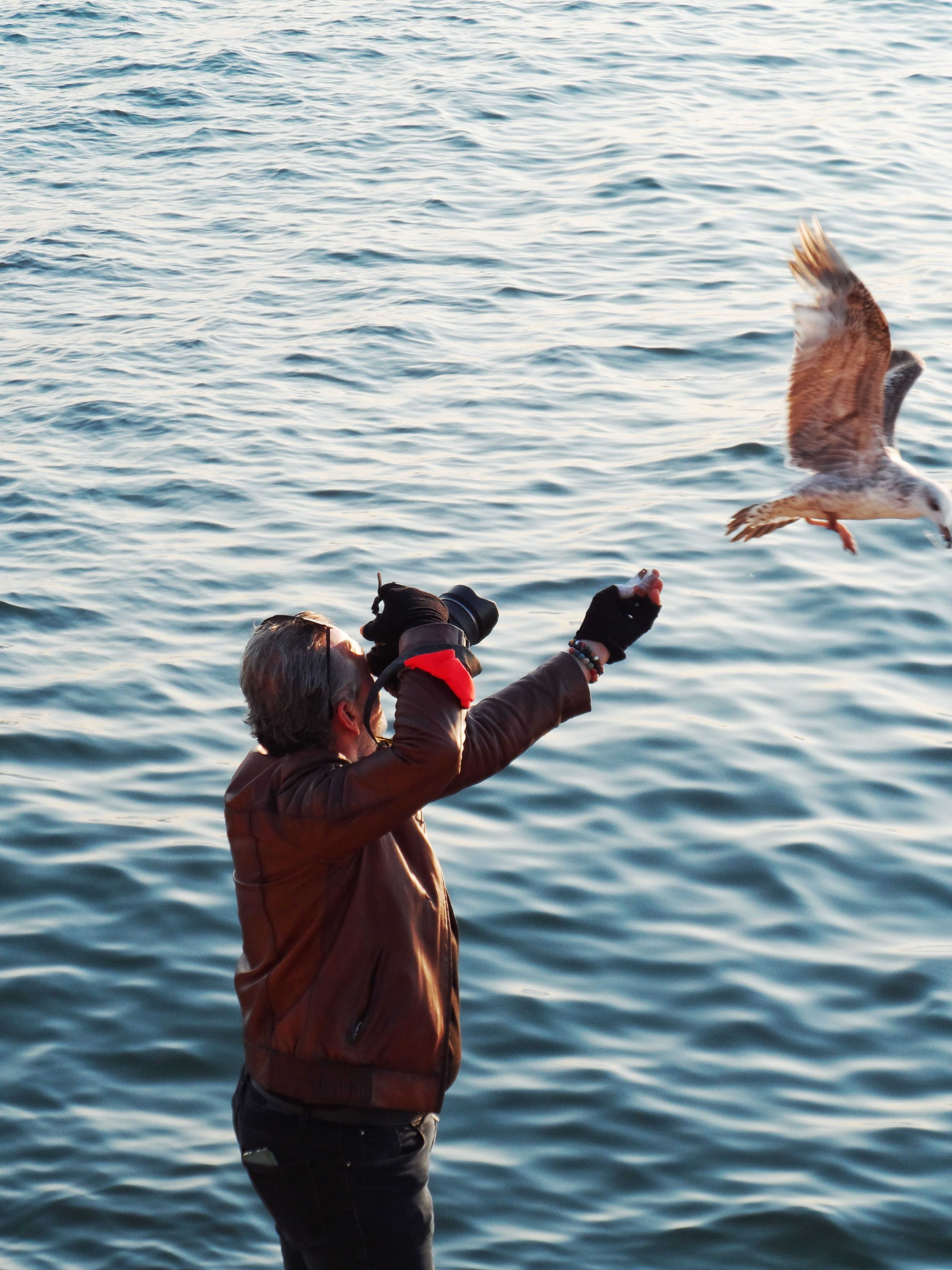 Man Feeding Seagull by the Ocean · Free Stock Photo