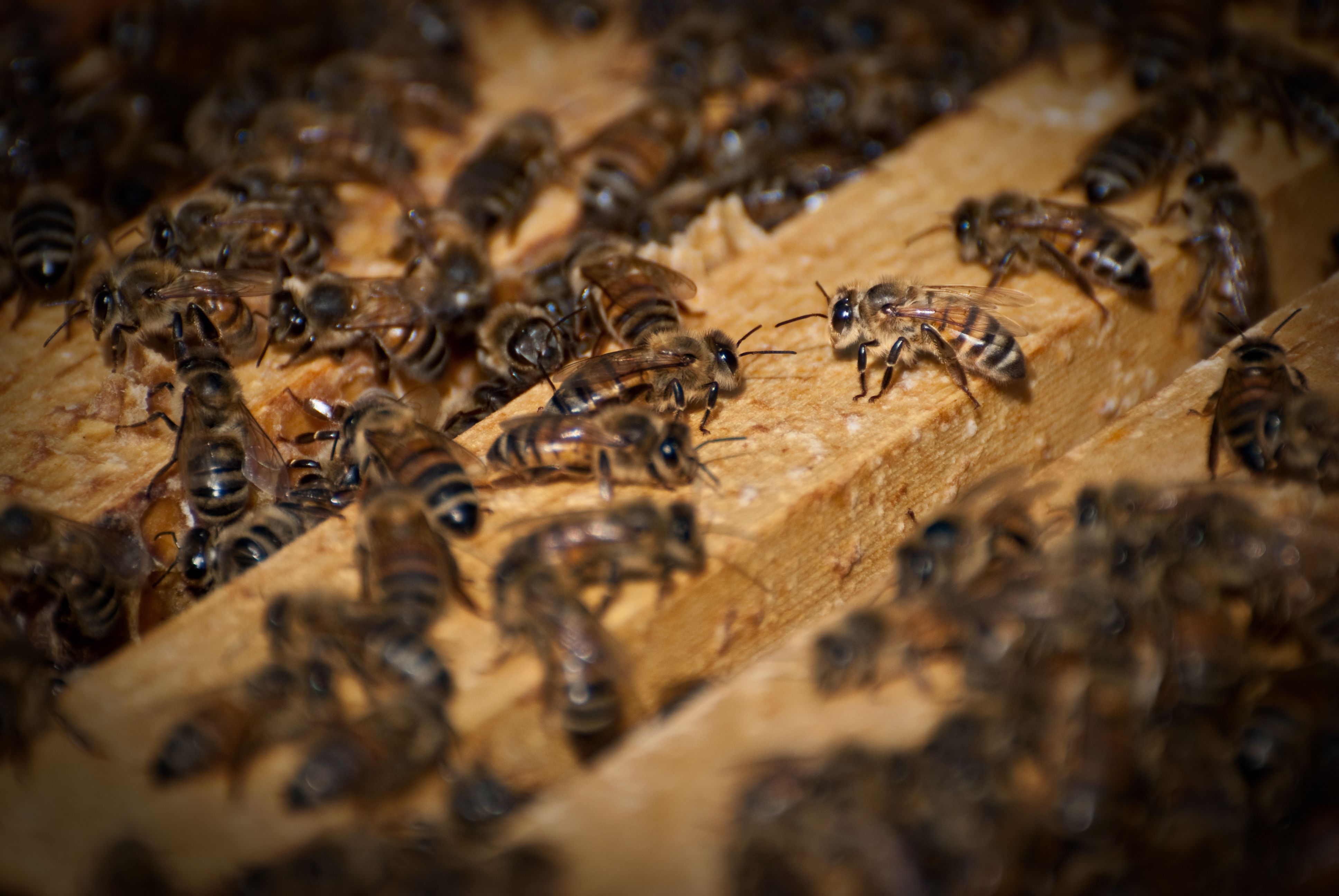 Bees 17 Photos & Videos Collected by Mark Stebnicki
