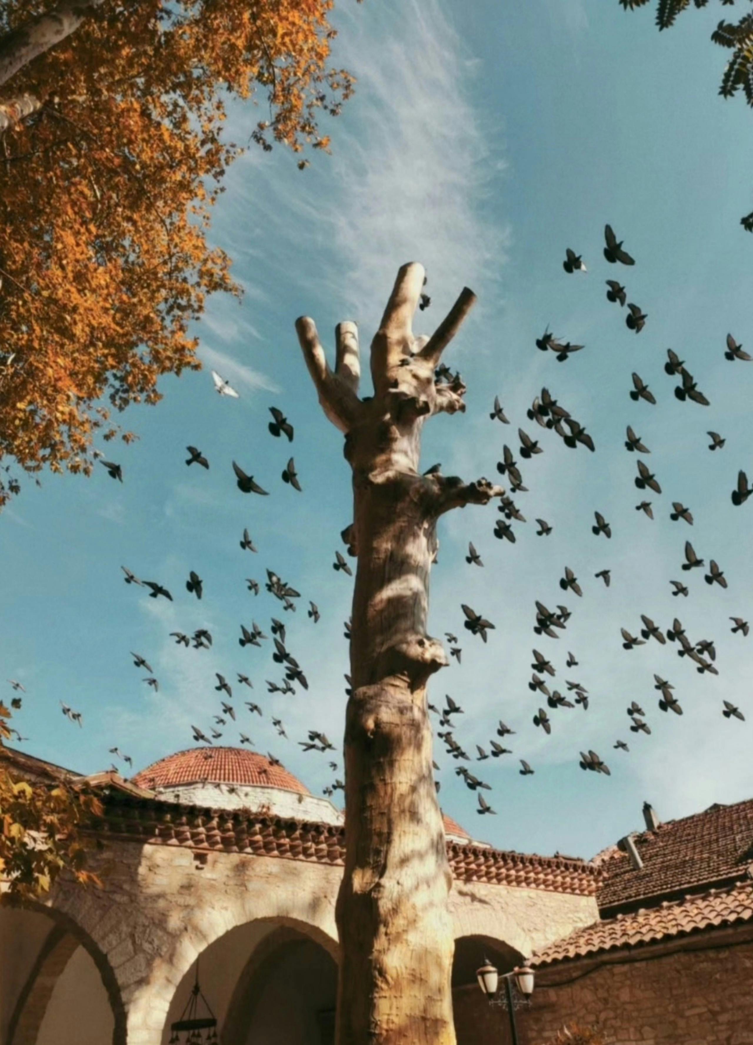 Dramatic Flight of Birds Over Autumn Courtyard · Free Stock Photo