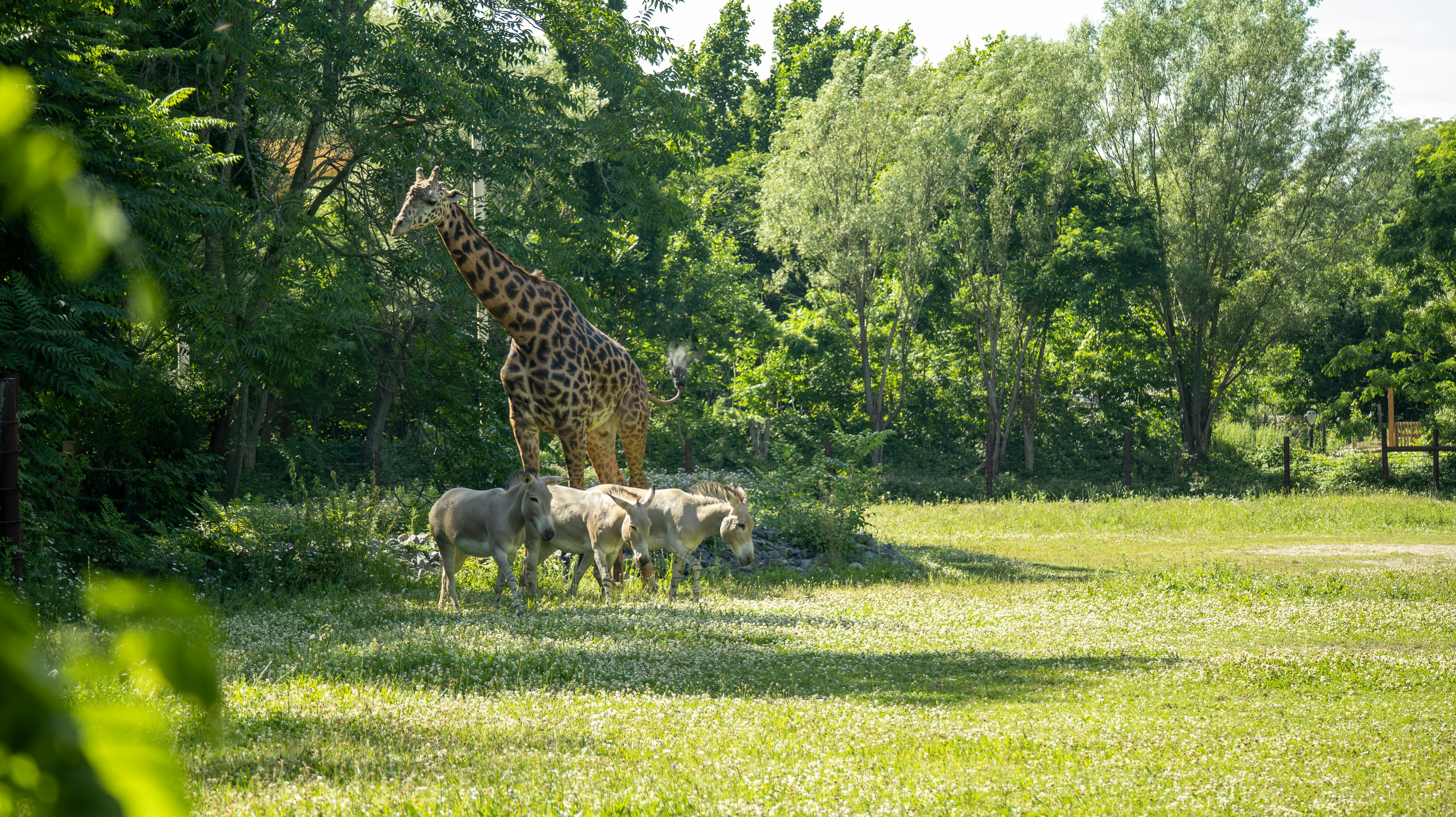 Giraffe and Antelopes Grazing in Boston Zoo · Free Stock Photo