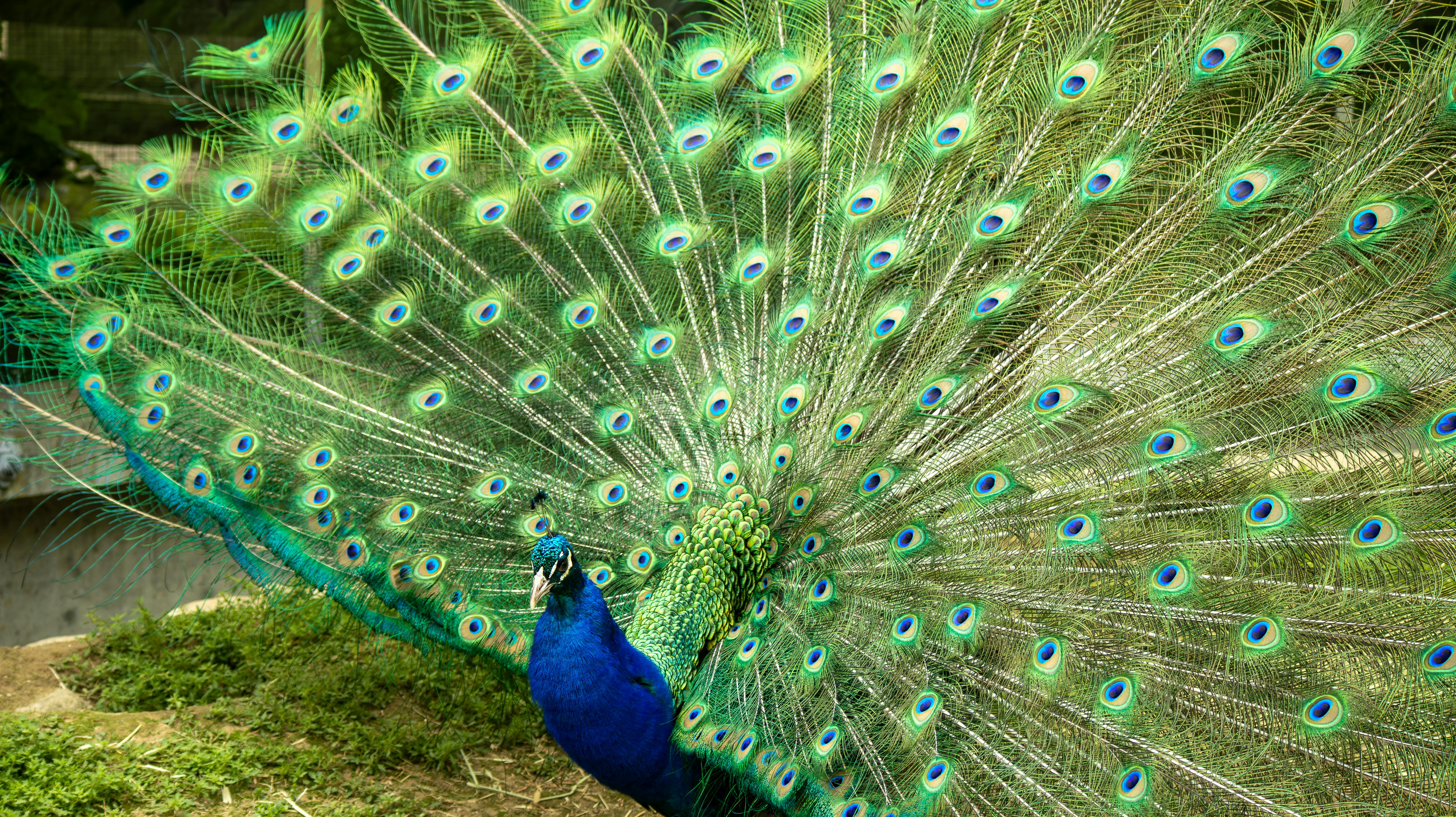 Photo De Paon · Photo gratuite