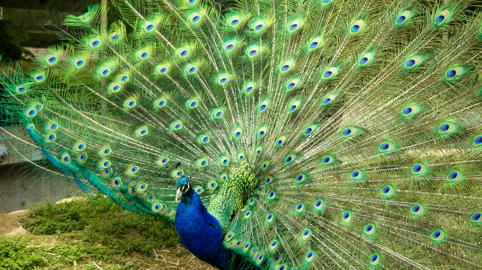 Peacock Bird Photos, Download The BEST Free Peacock Bird Stock Photos ...
