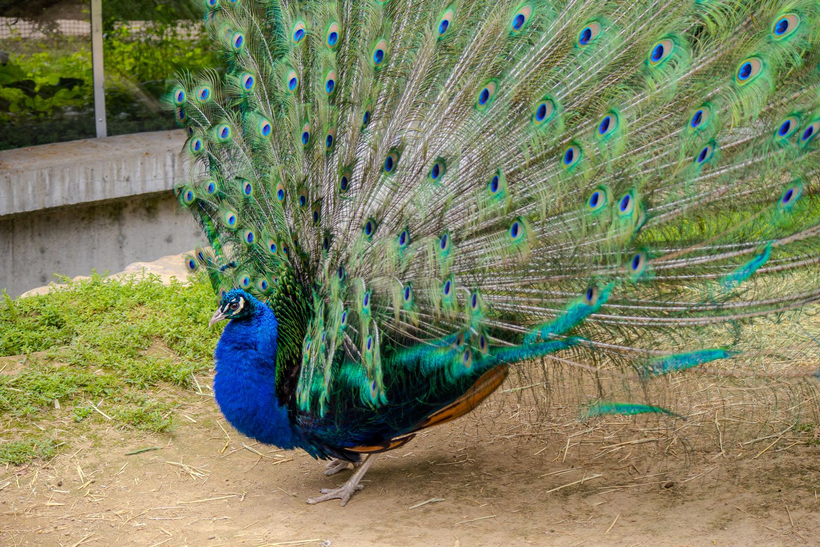 Peacock Bird Photos, Download The BEST Free Peacock Bird Stock Photos ...