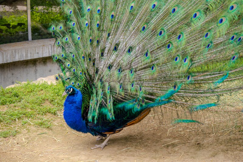 Peacock Bird Photos, Download The BEST Free Peacock Bird Stock Photos ...