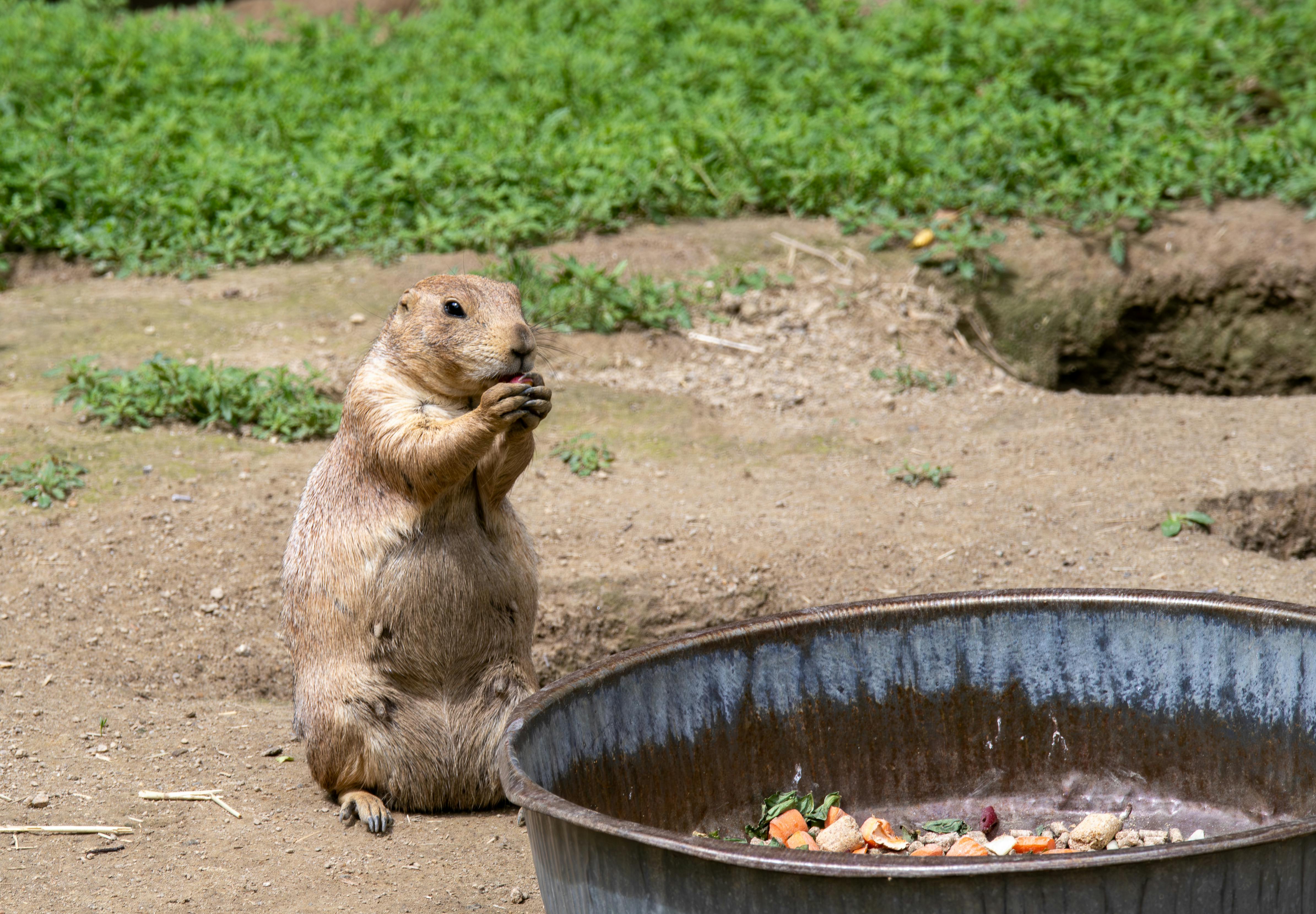 Cute Prairie Dog Feeding in Natural Habitat · Free Stock Photo