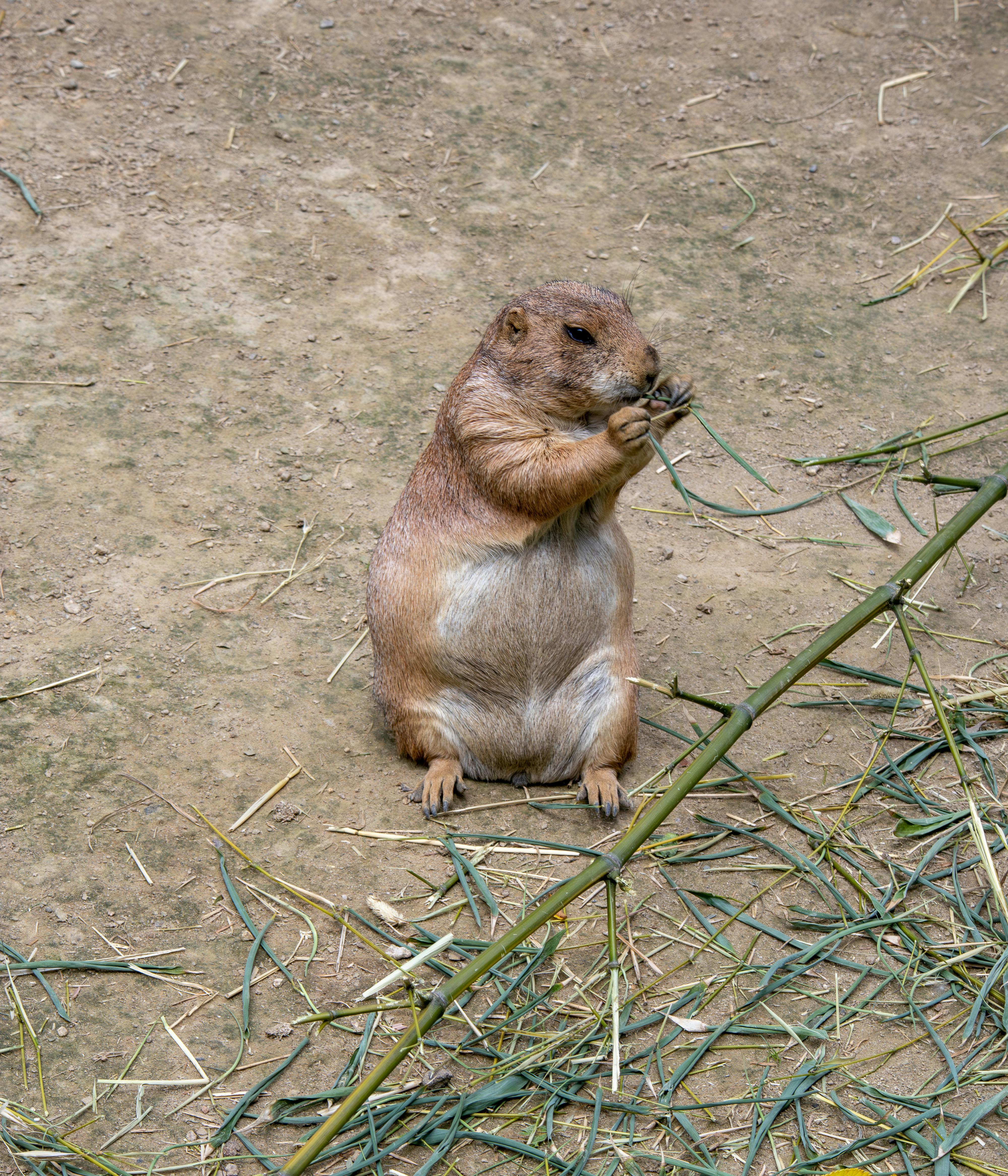Cute Prairie Dog Eating on Ground in Boston Zoo · Free Stock Photo