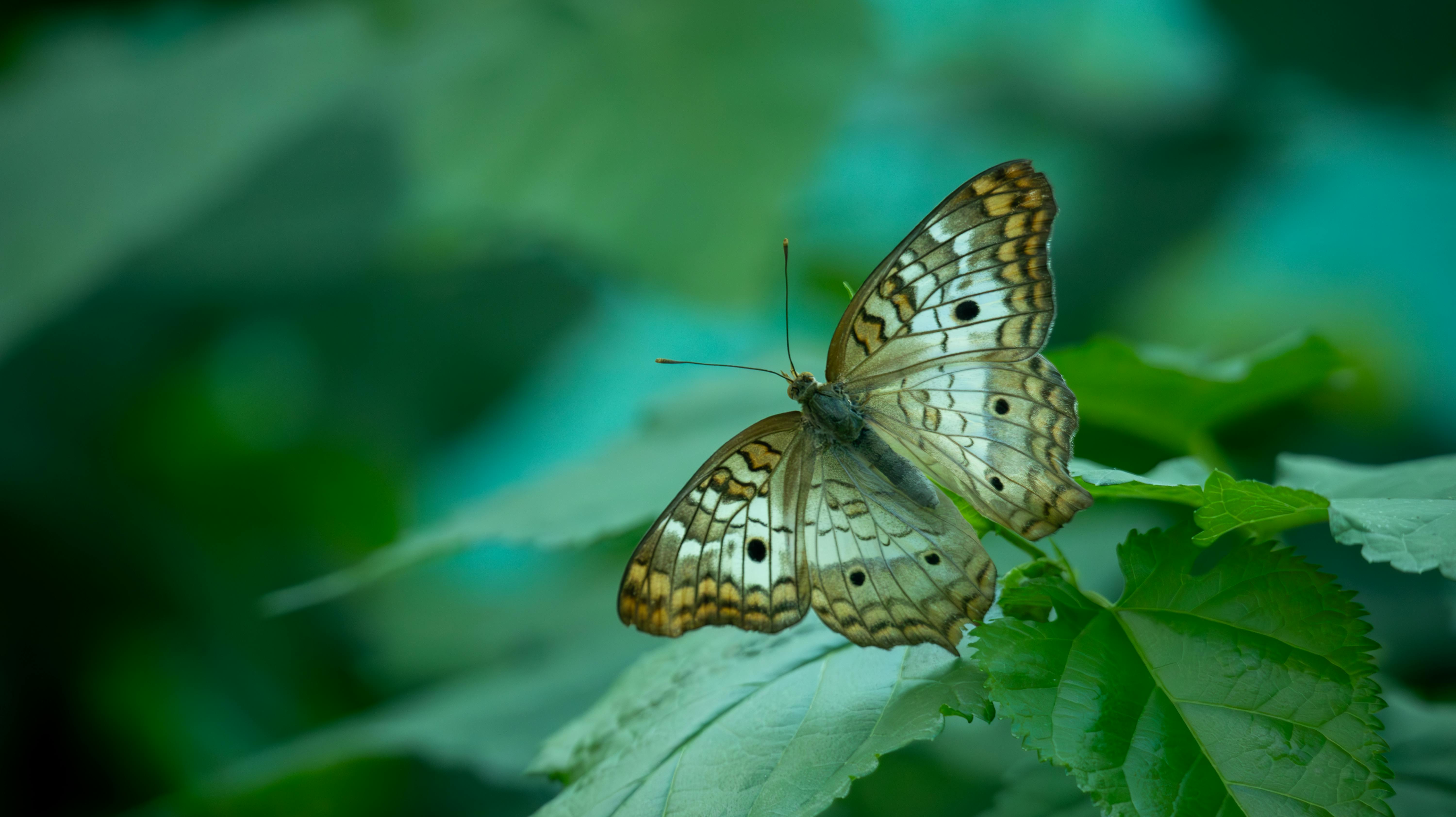 Peaceful Study Background Animated Photos, Download The BEST Free ...