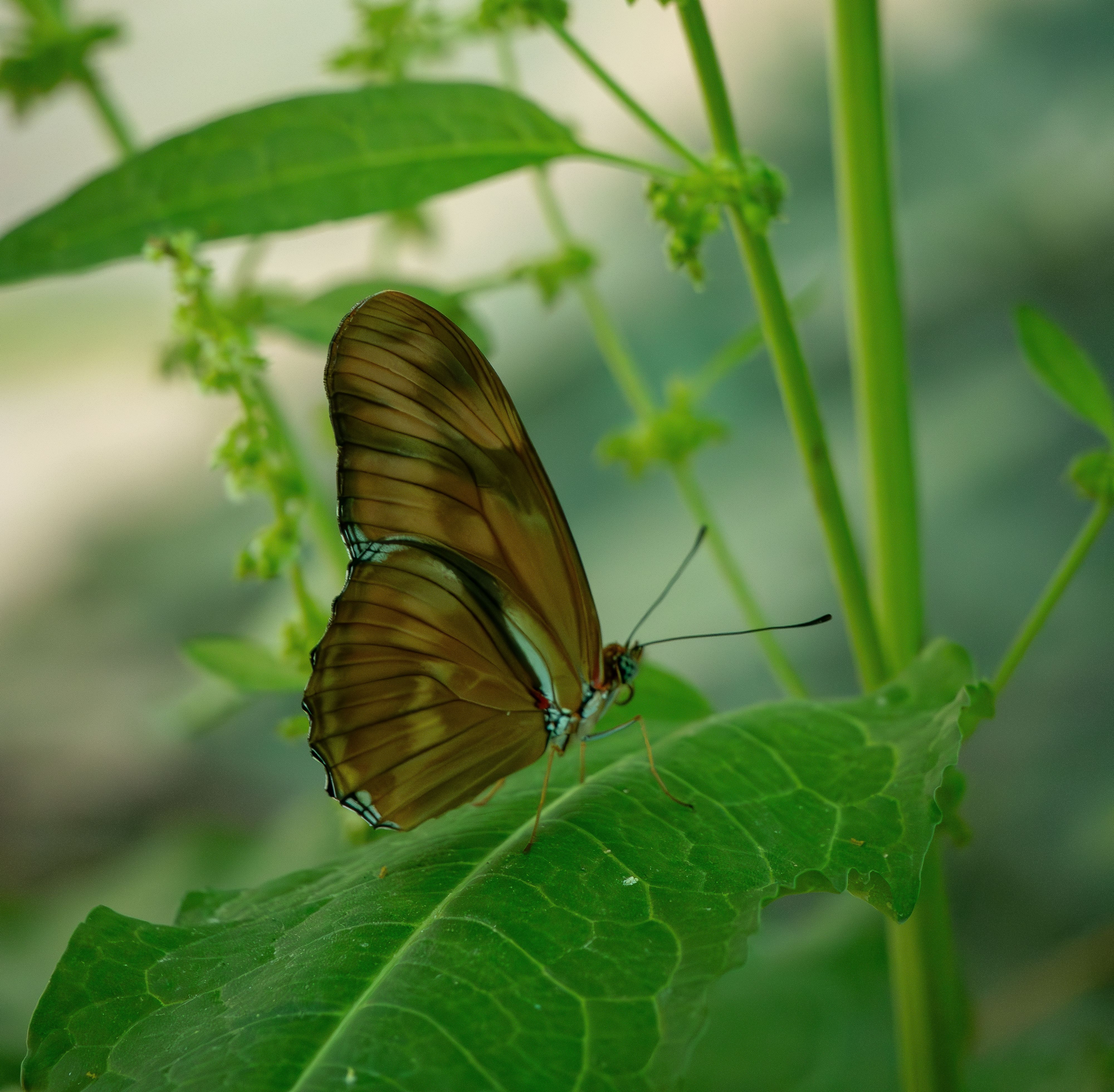 Glasswing Butterfly on Leaf in Boston Garden · Free Stock Photo