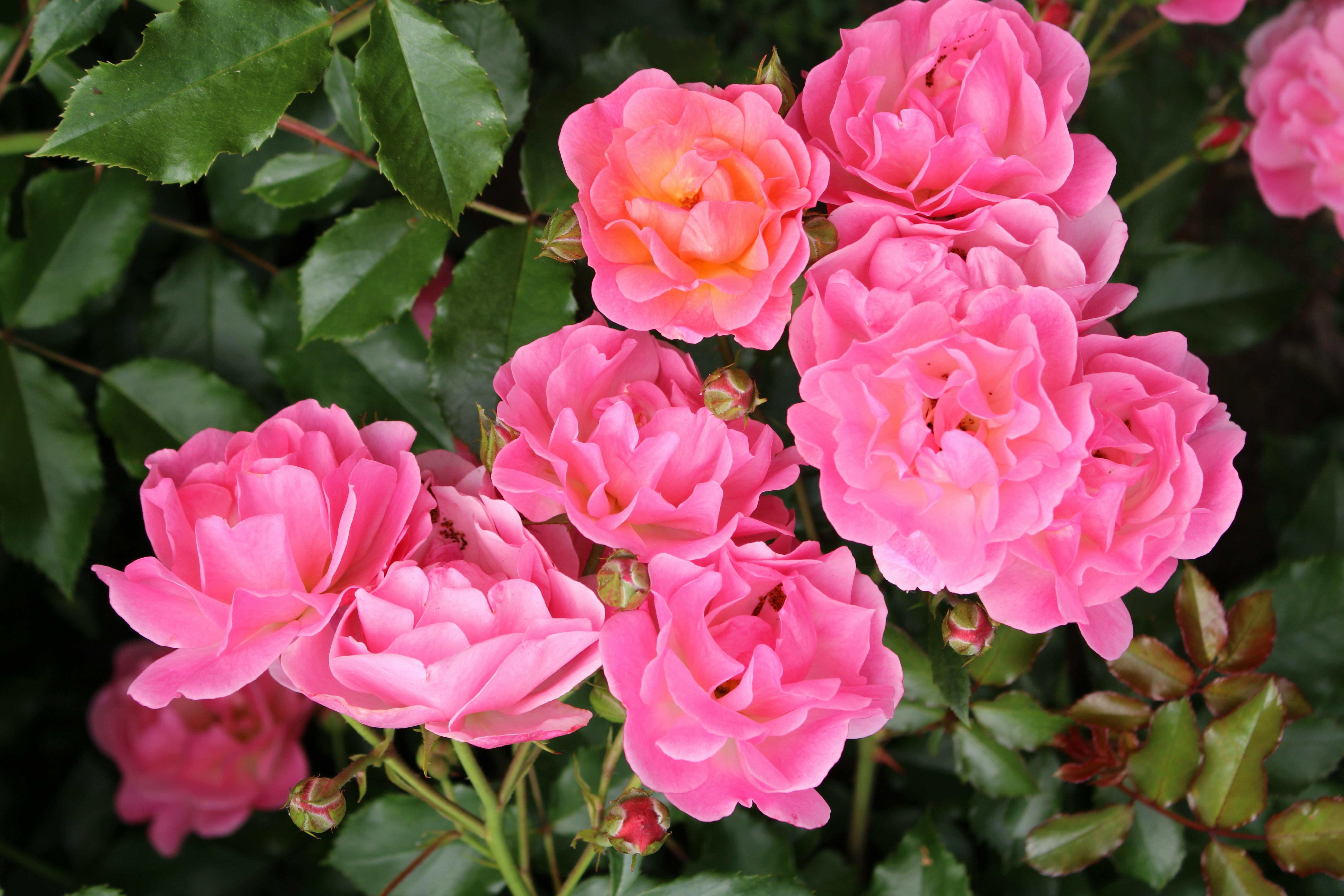 Vibrant Pink Roses in Full Bloom · Free Stock Photo