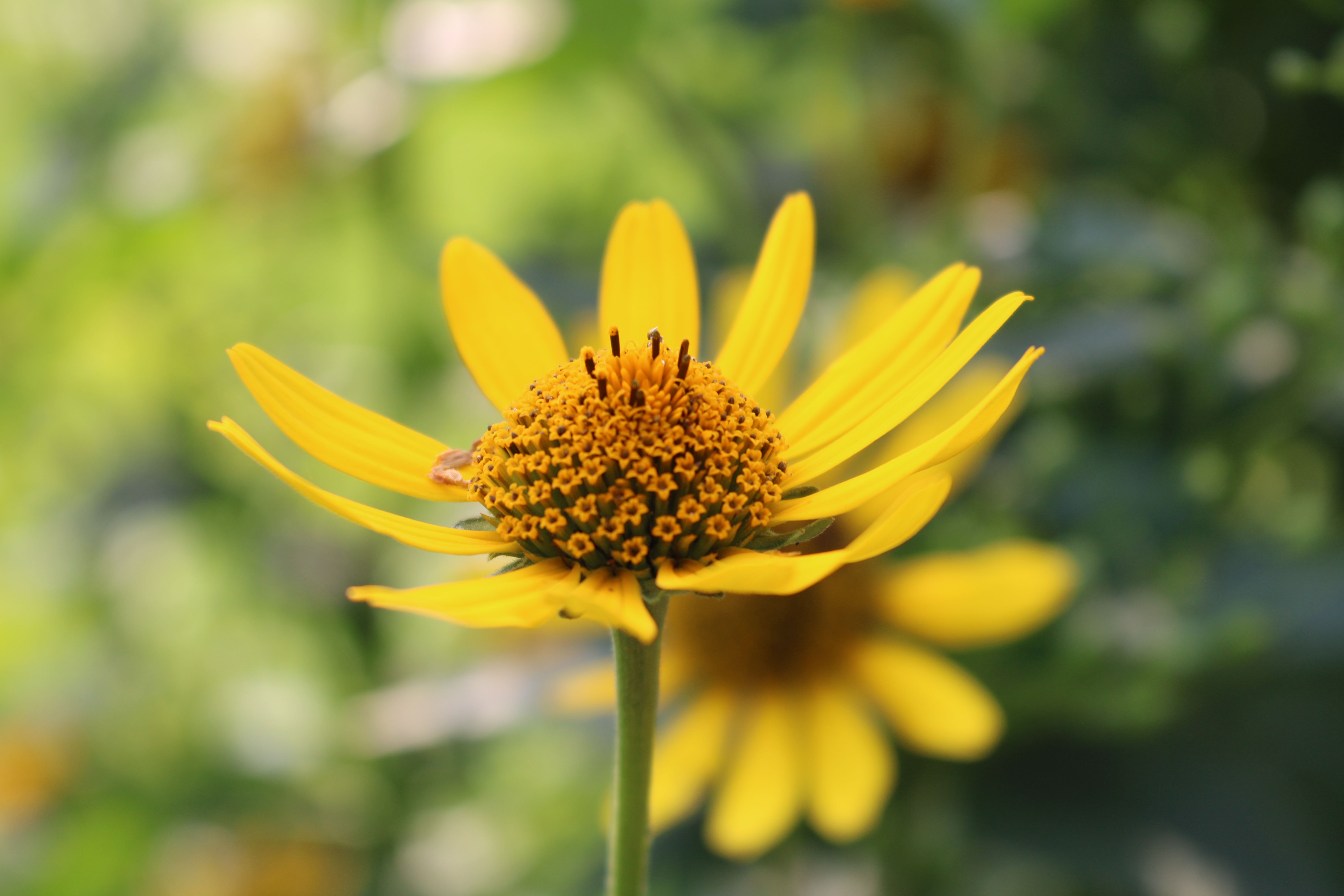 Bright Yellow Flower in Bloom Close-Up · Free Stock Photo