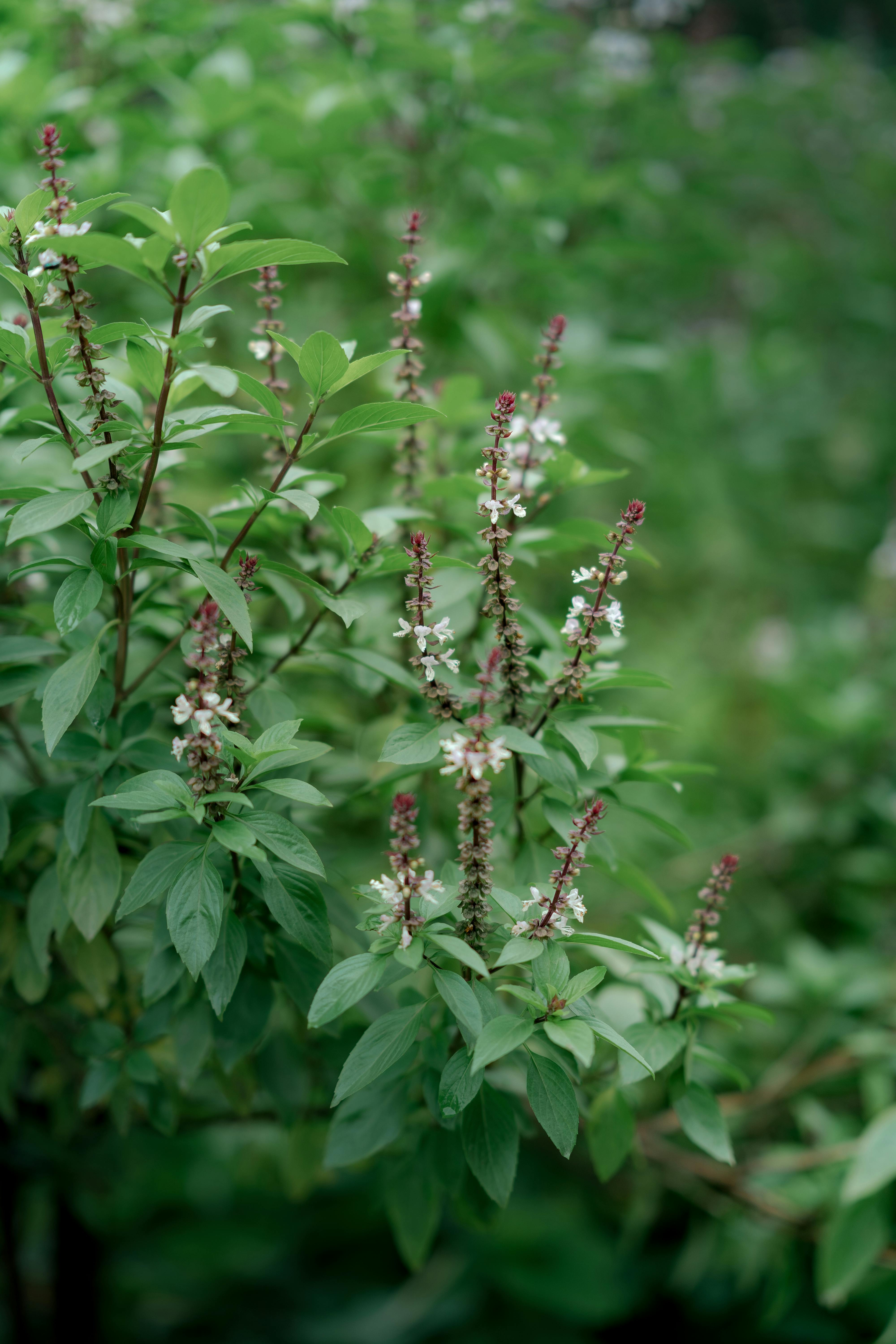 Fresh Green Basil Plant in Bloom · Free Stock Photo