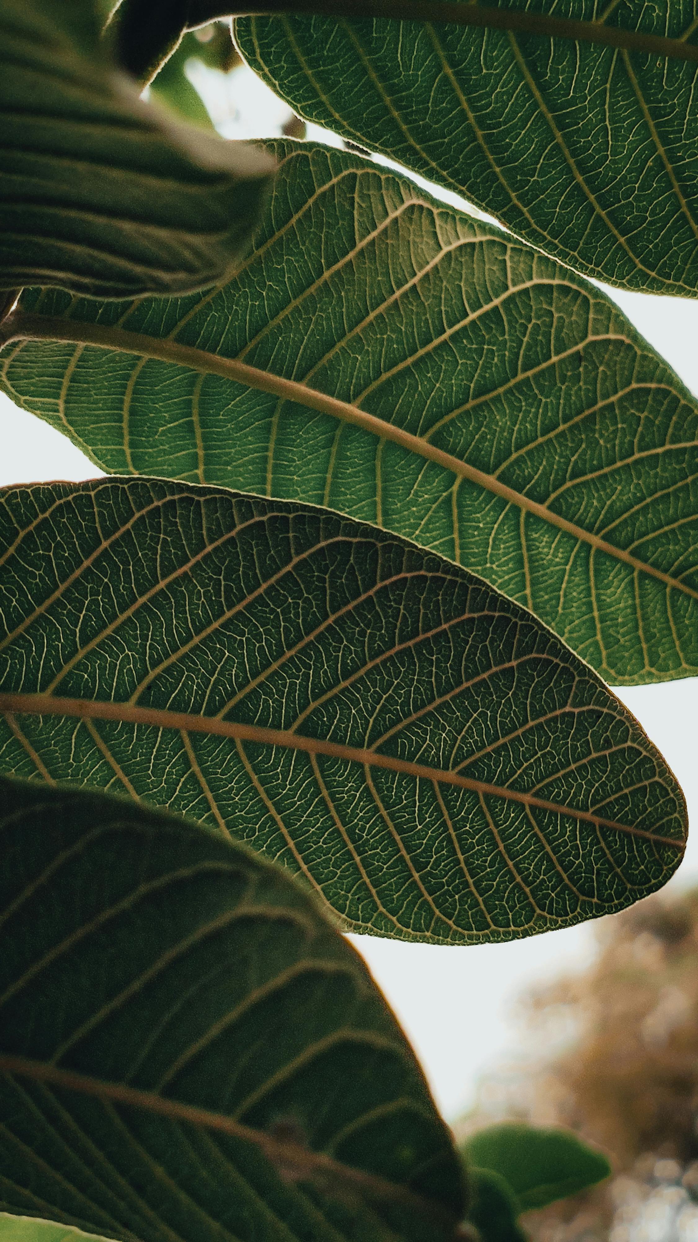Tropical Plant Photos, Download The BEST Free Tropical Plant Stock ... Tropical Plant Photos, Download The BEST Free Tropical Plant Stock ...