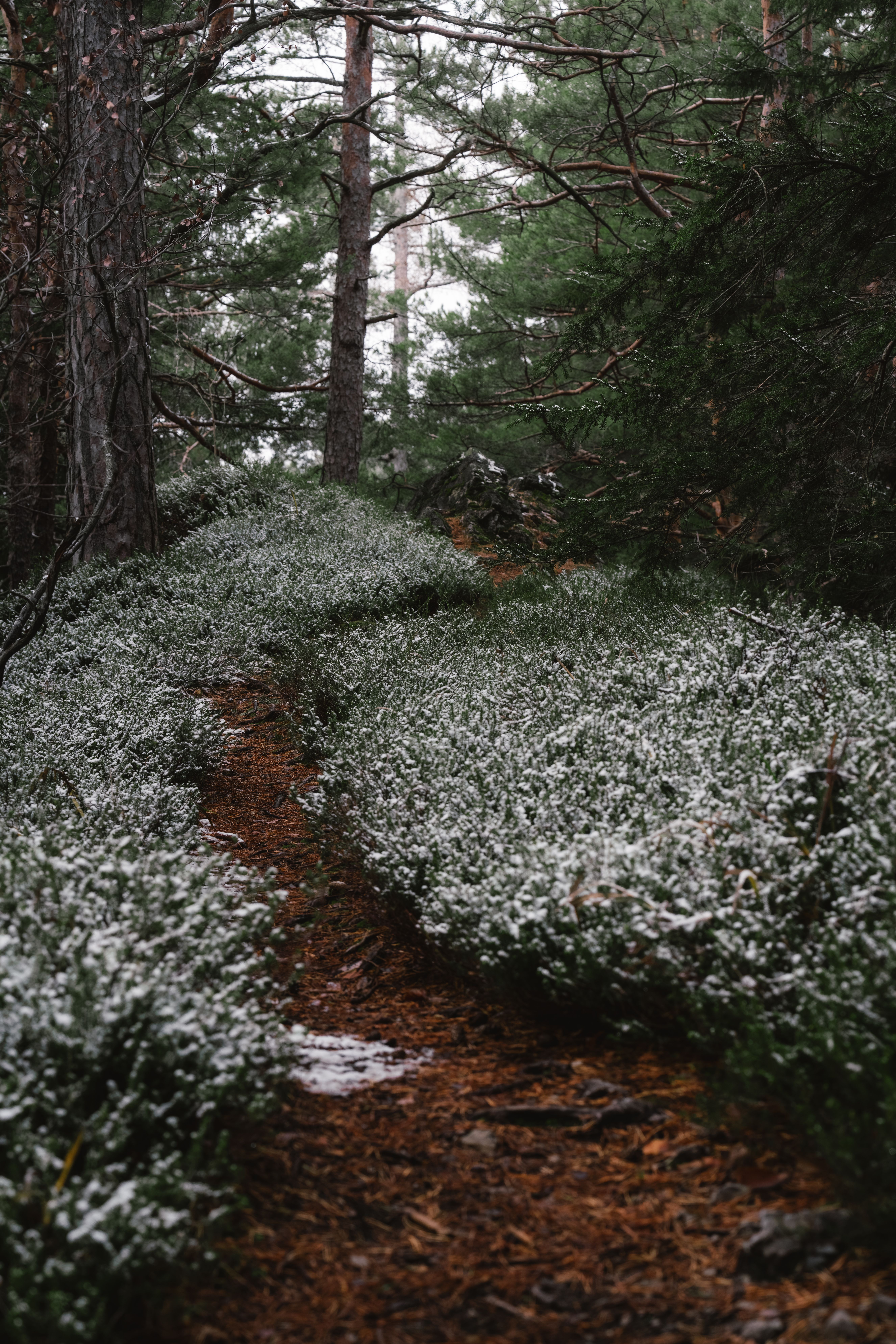 Snow-dusted Forest Pathway in Winter · Free Stock Photo