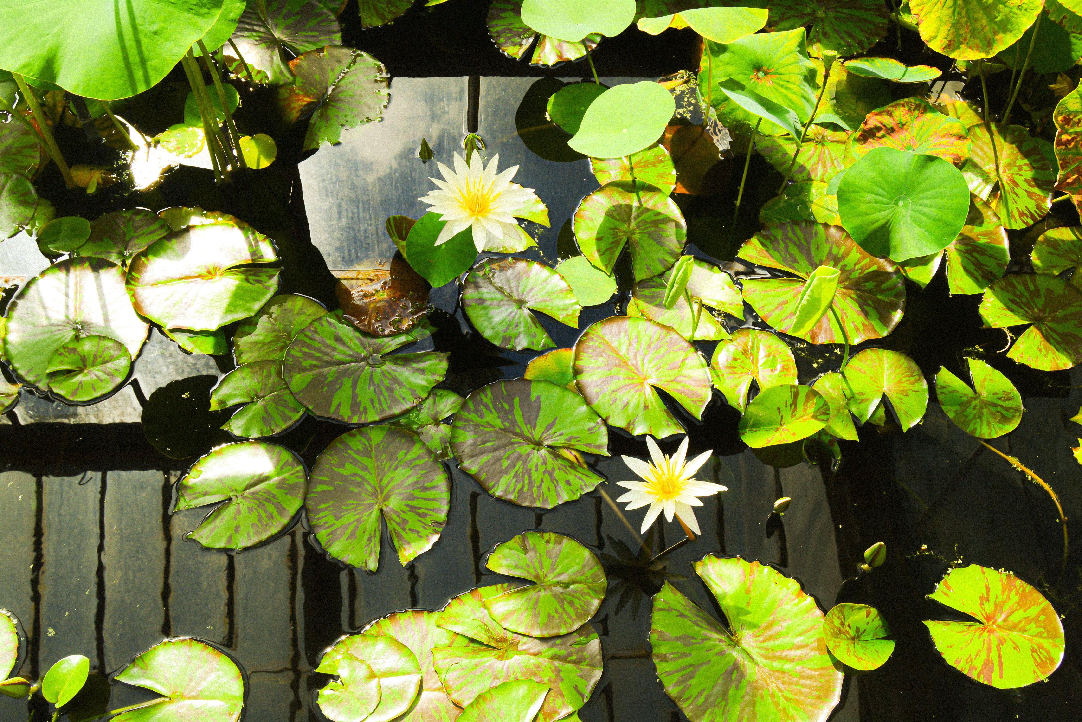 Freshwater Wetlands Photos, Download The BEST Free Freshwater Wetlands ...