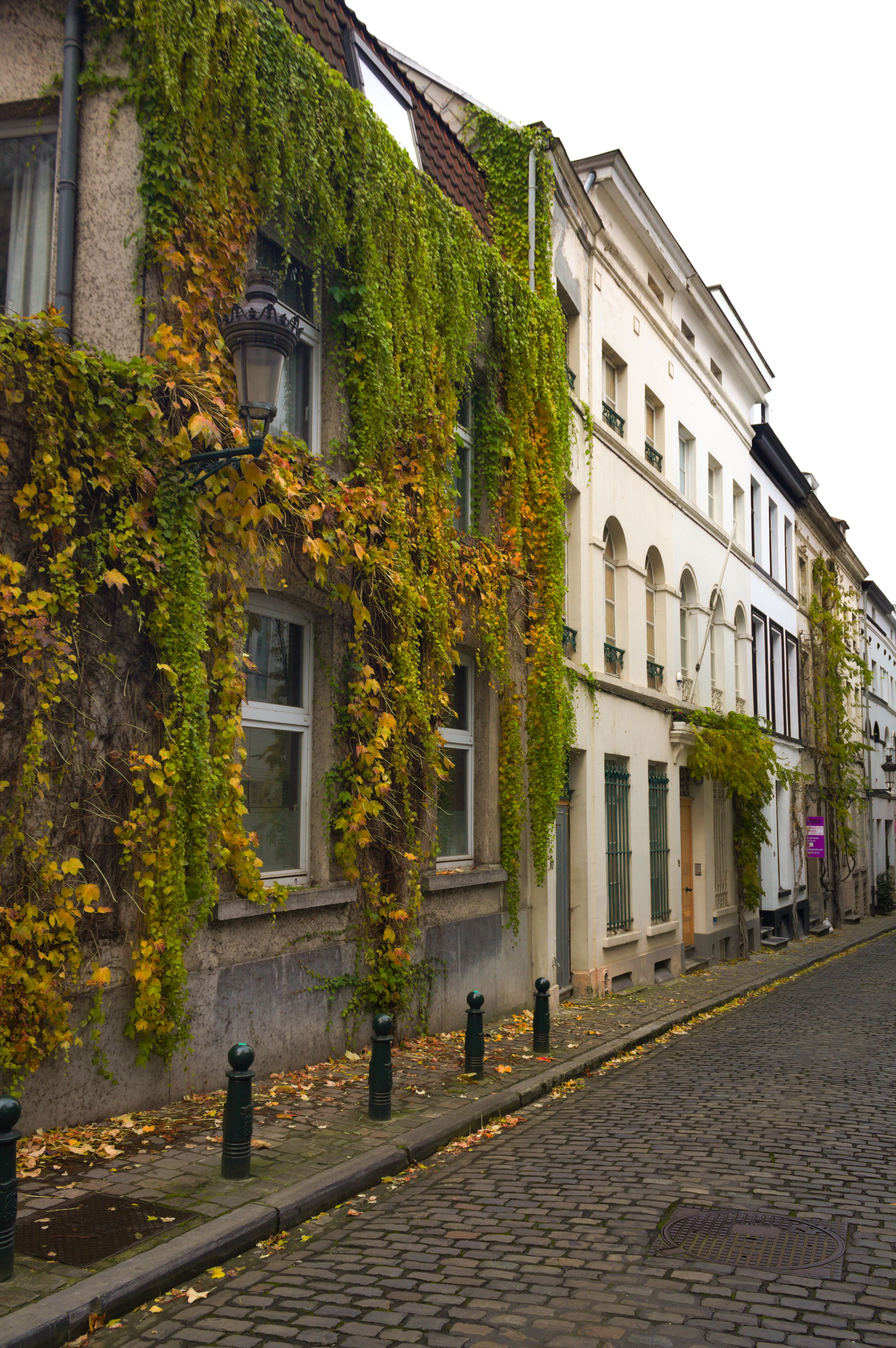 Charming European Street with Ivy-Covered Buildings · Free Stock Photo