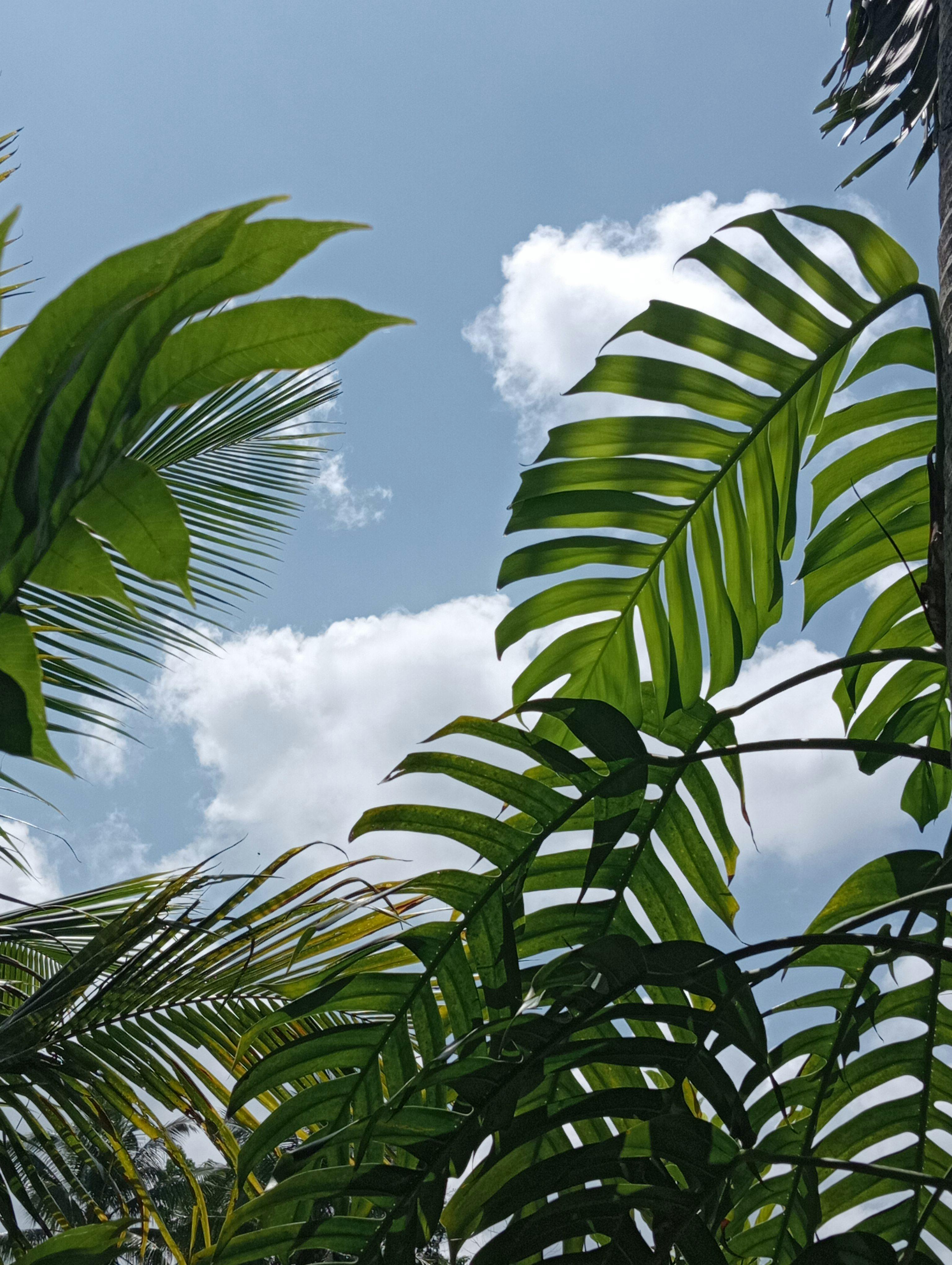 Tropical Plant Photos, Download The BEST Free Tropical Plant Stock ... Tropical Plant Photos, Download The BEST Free Tropical Plant Stock ...