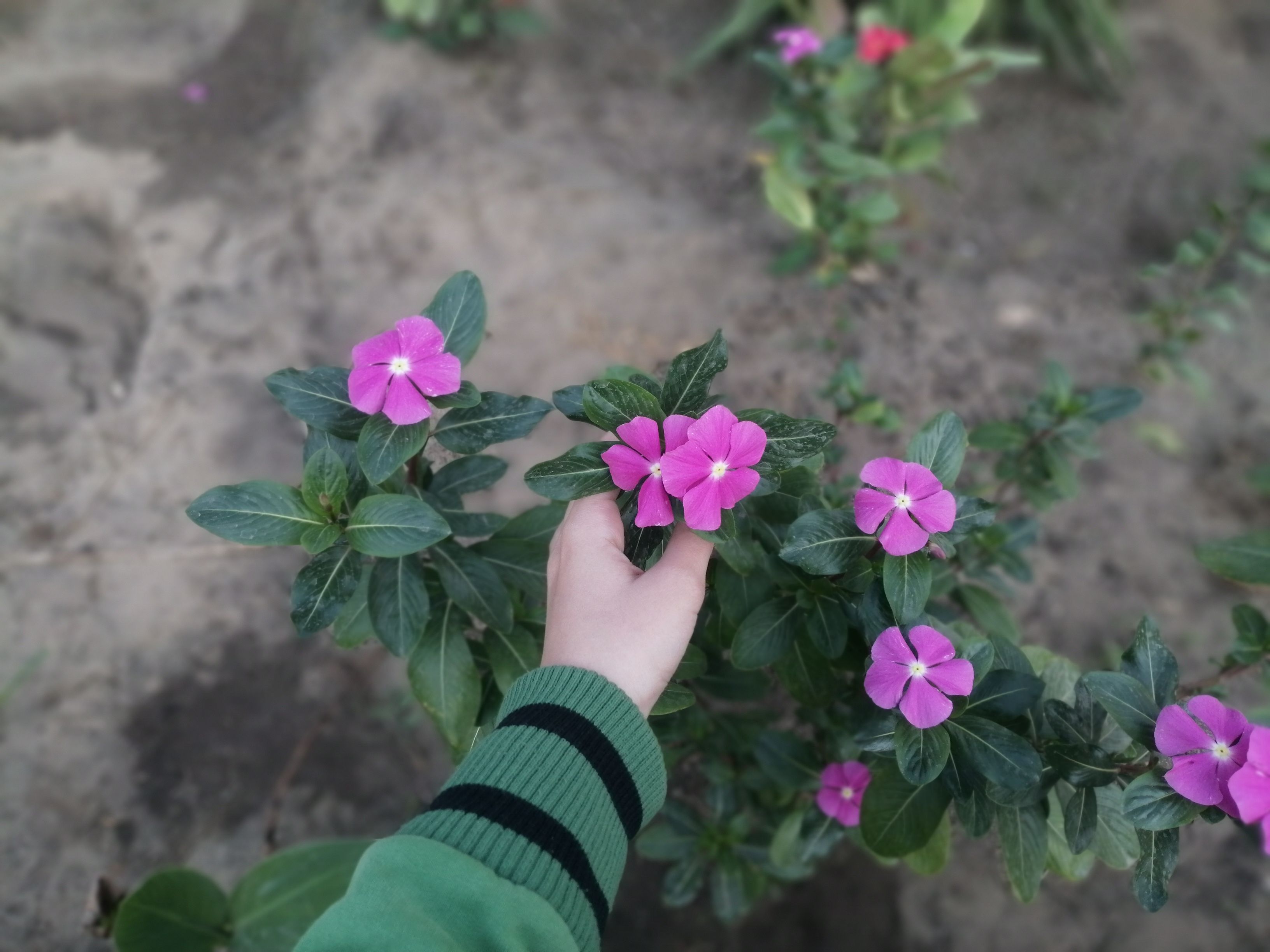 Close-up of Hand Holding Pink Periwinkle Flowers · Free Stock Photo