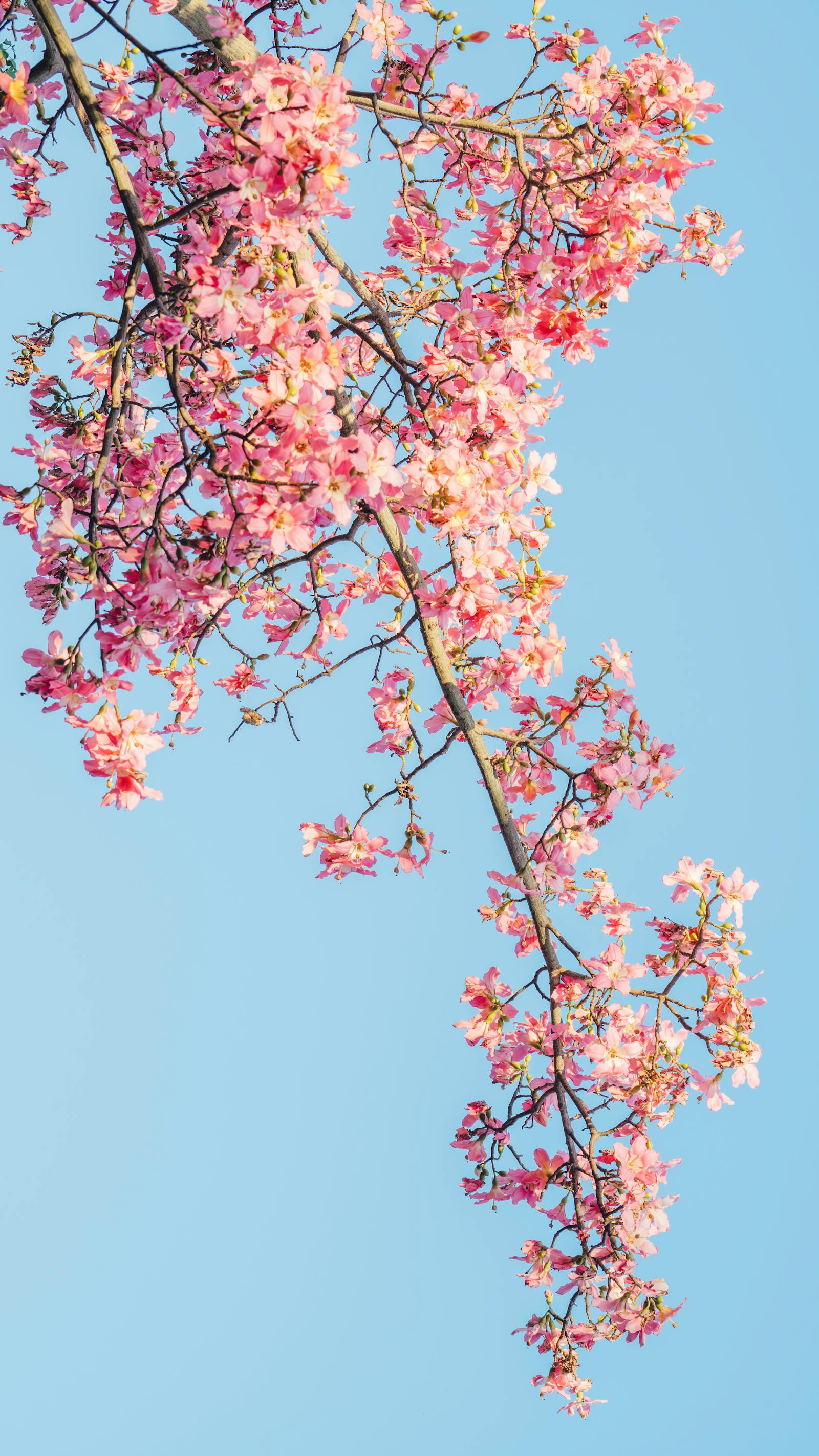 Pink Color Photos, Download The BEST Free Pink Color Stock Photos & HD ...