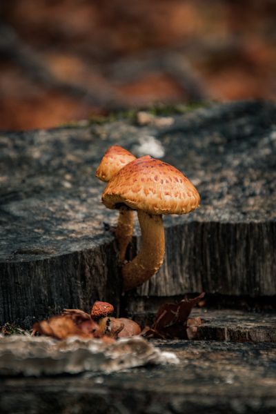 Mushroom Forest Photos, Download The BEST Free Mushroom Forest Stock ...
