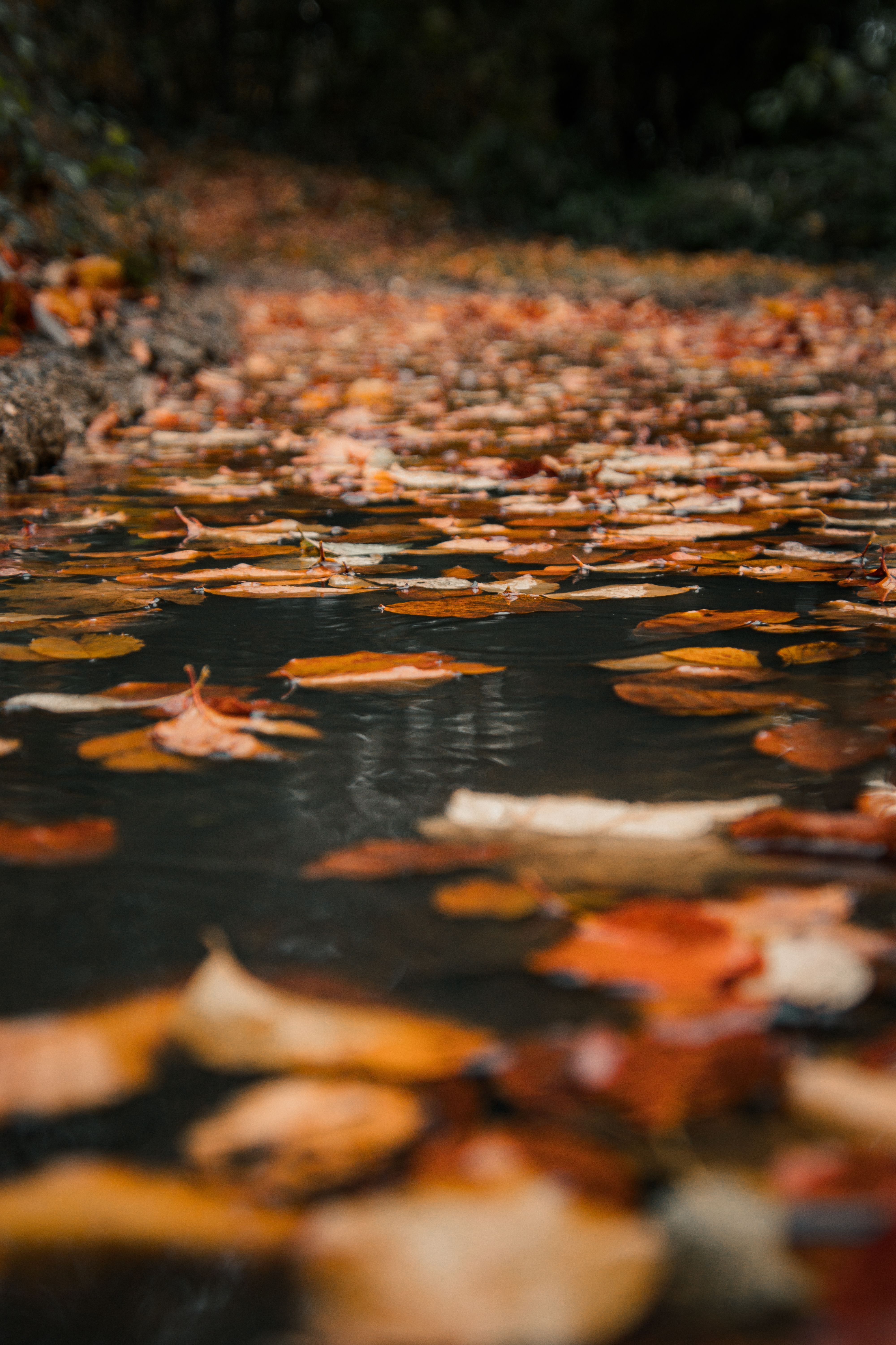 Moody Autumn Scene with Floating Leaves in Bosnia · Free Stock Photo
