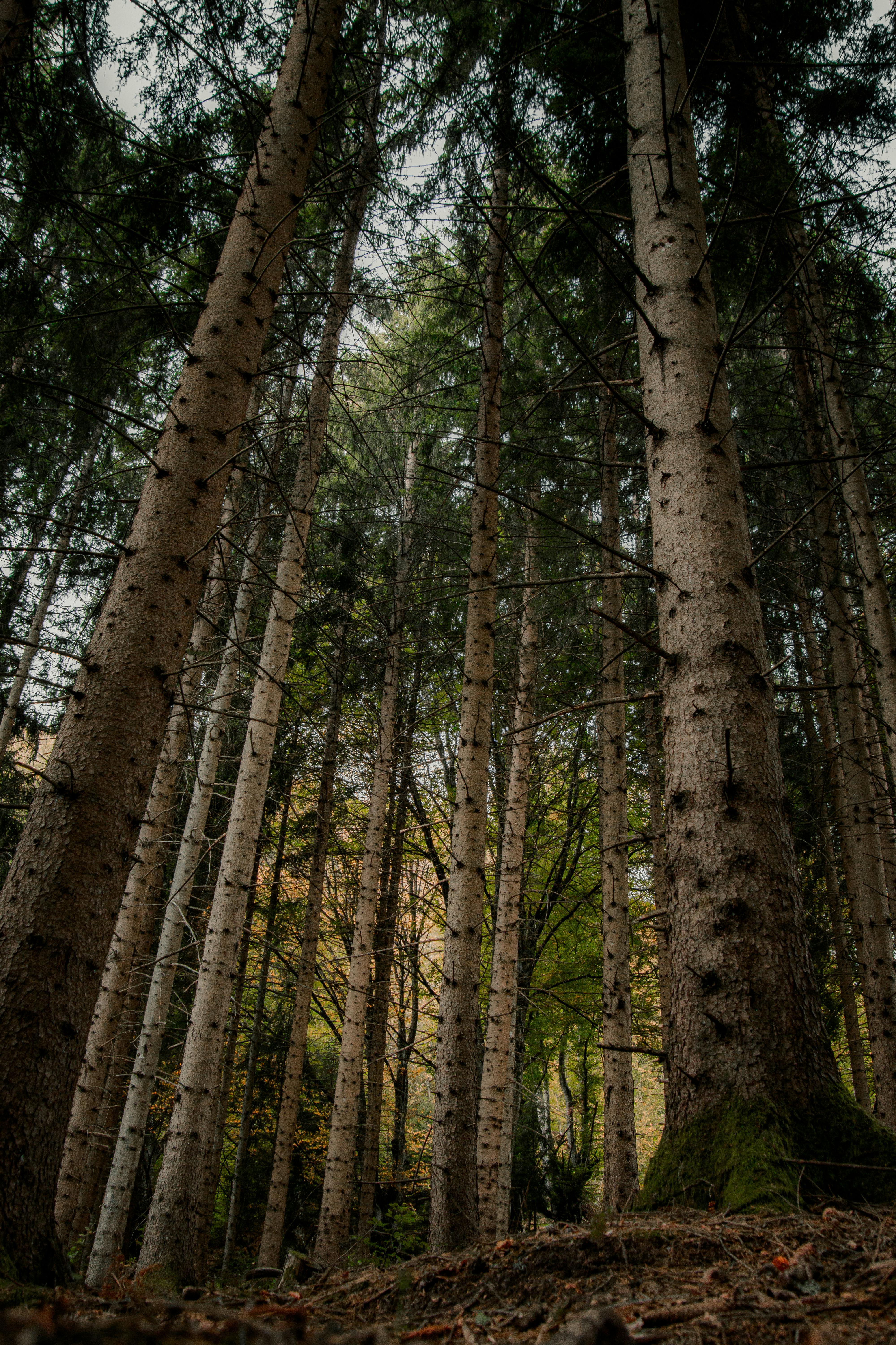 Majestic Forest View in Čajniče, Bosnia · Free Stock Photo