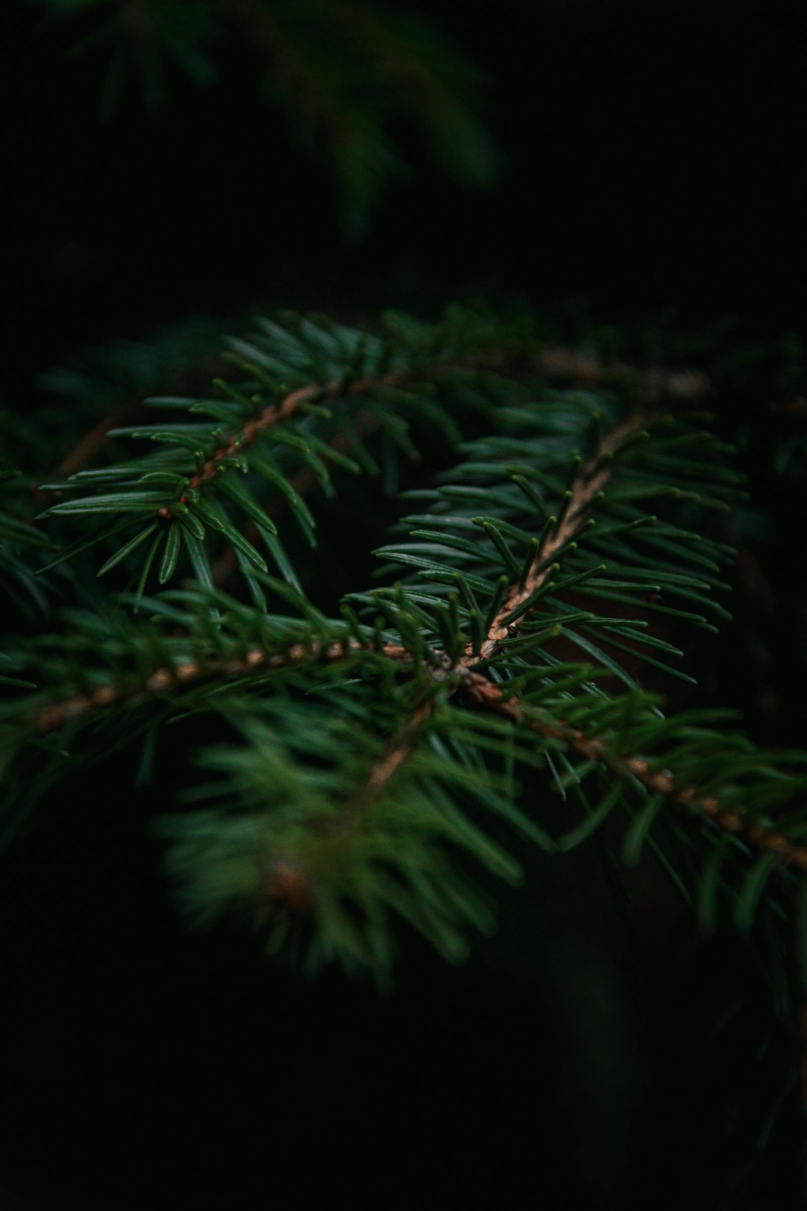 Dark Green Forest Wallpaper Photos, Download The BEST Free Dark Green ...