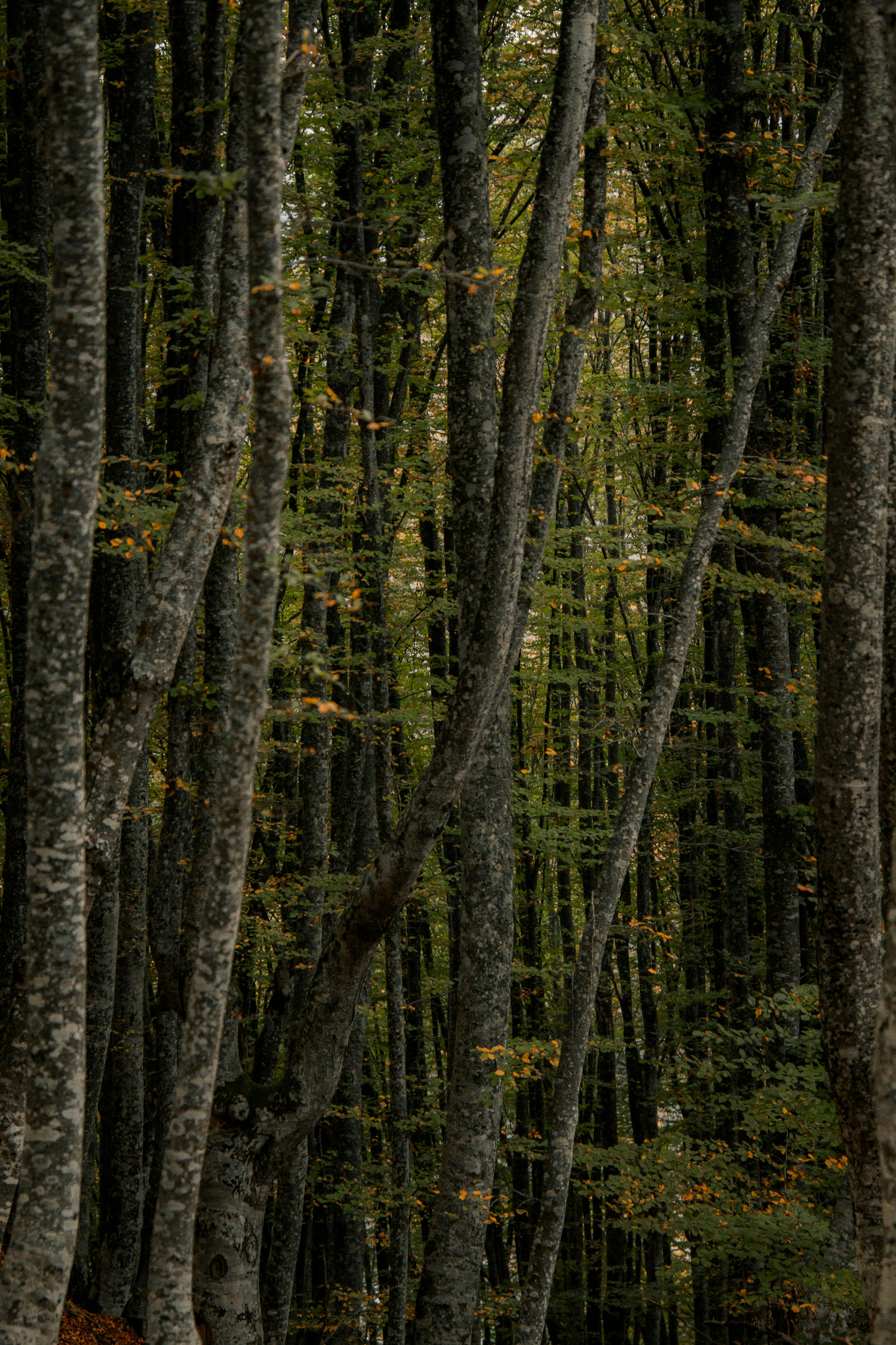 Moody Forest in Čajniče, Bosnia - Autumn Scene · Free Stock Photo