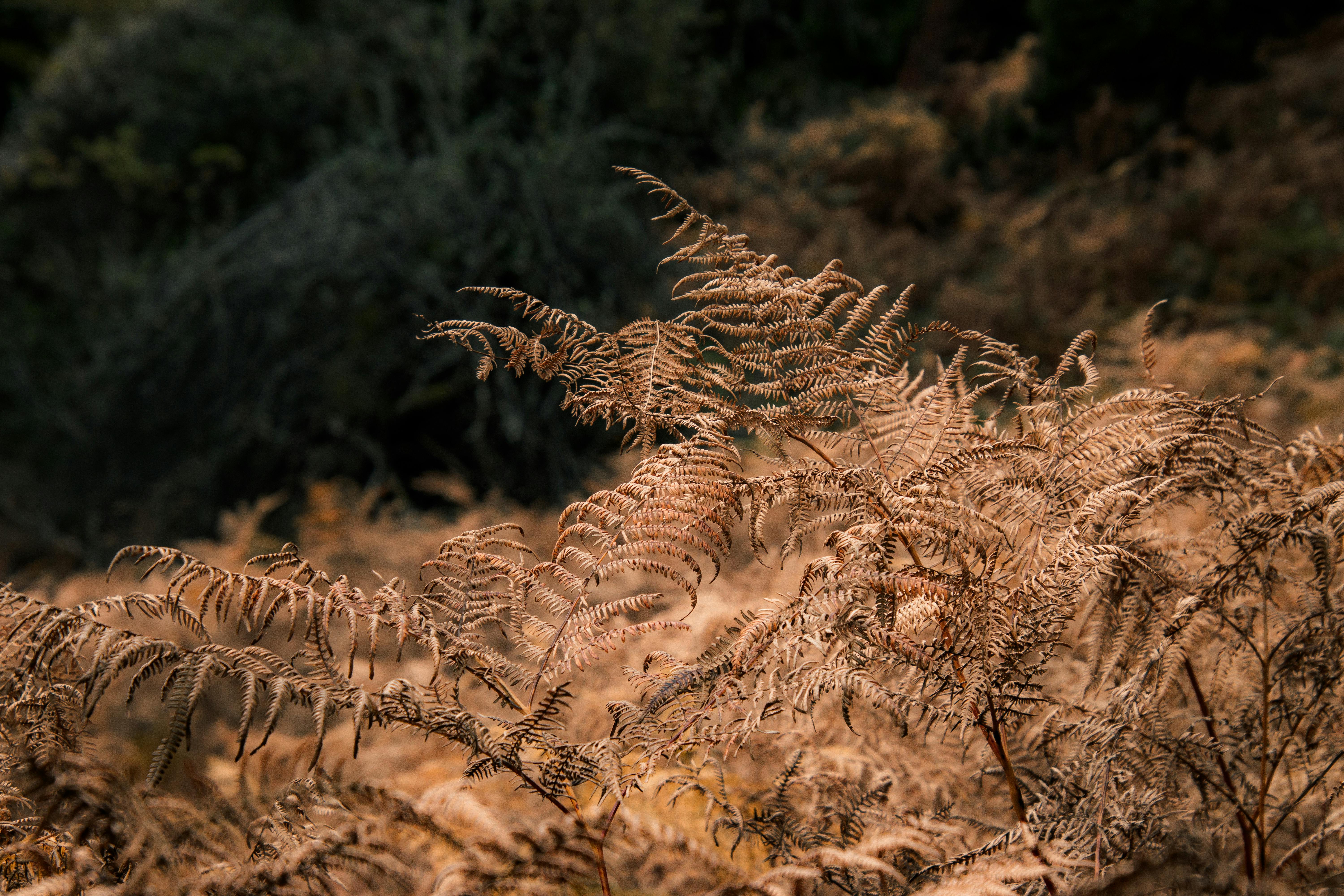Golden Autumn Ferns in Čajniče Forest · Free Stock Photo