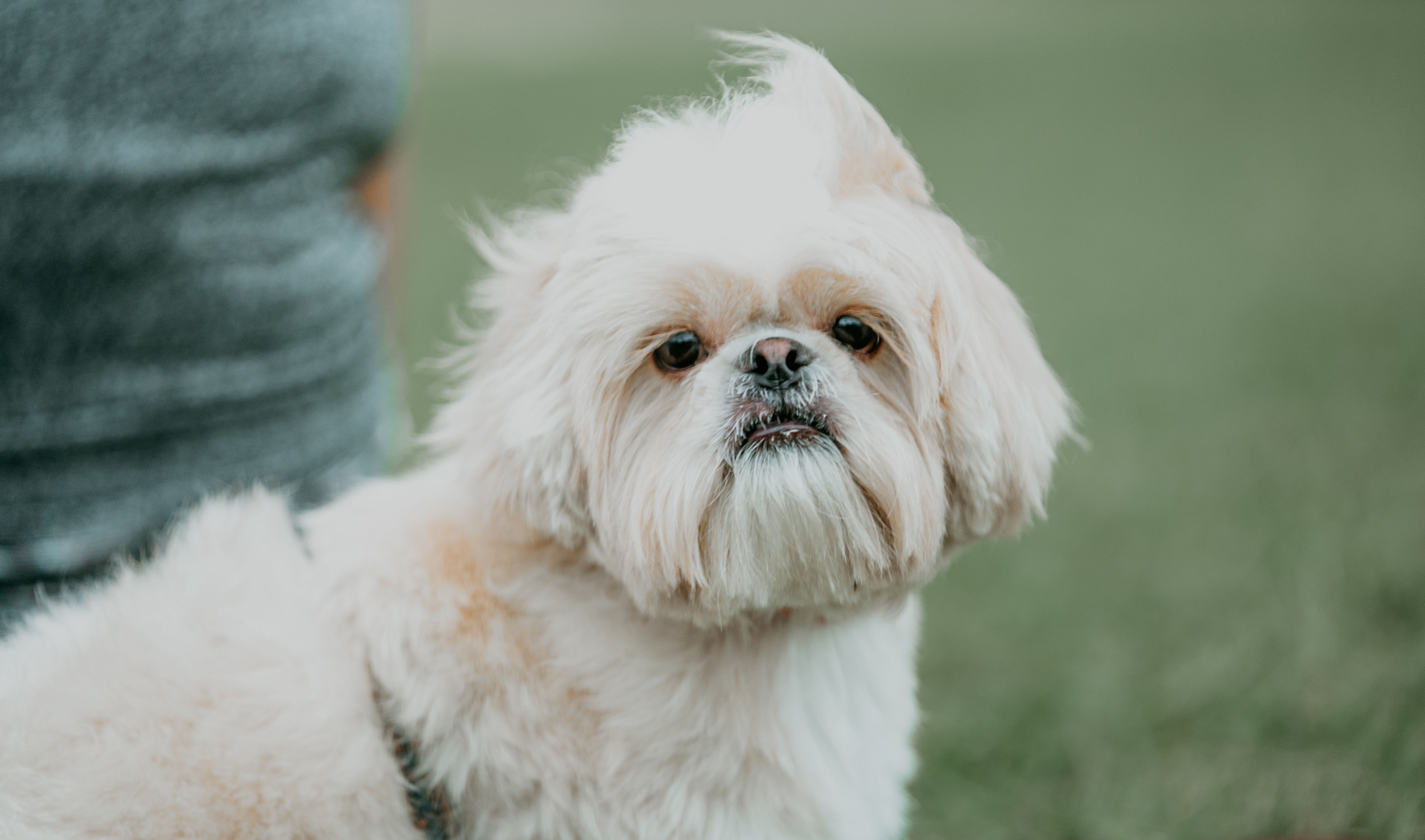 Adorable Shih Tzu Dog Outdoors in Nature · Free Stock Photo