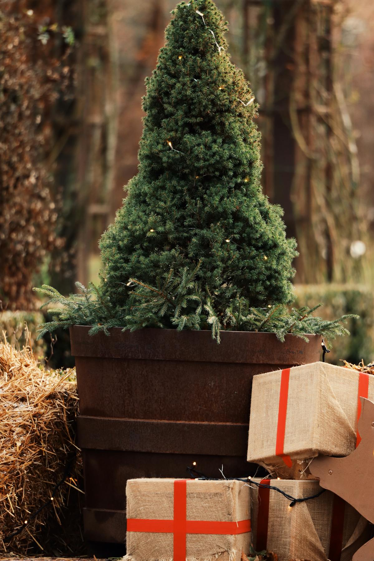 Christmas Trees Photos, Download The BEST Free Christmas Trees Stock ...