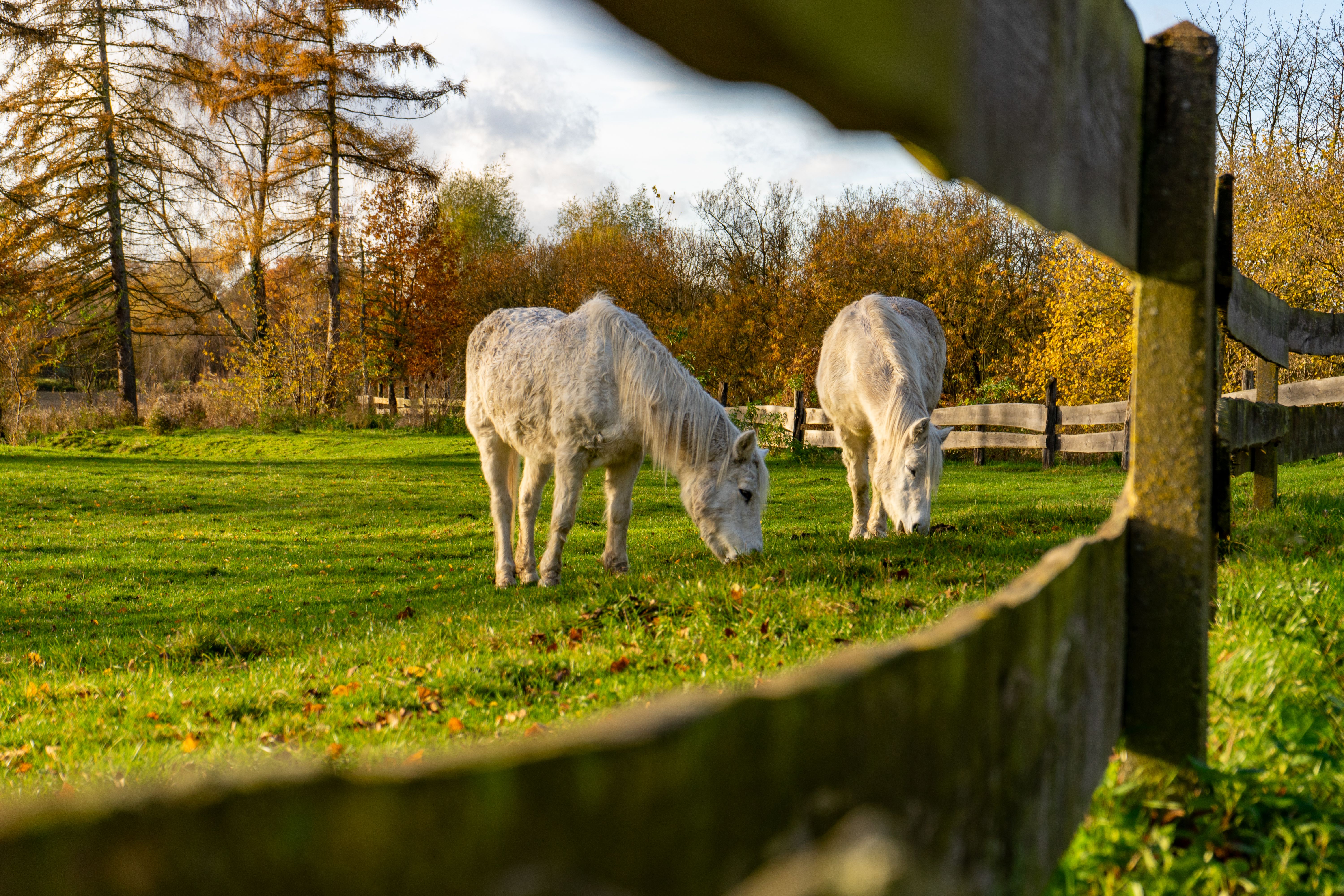 1.000.000+ Nature With Horse Bilder und Fotos · Kostenlos Downloaden ...