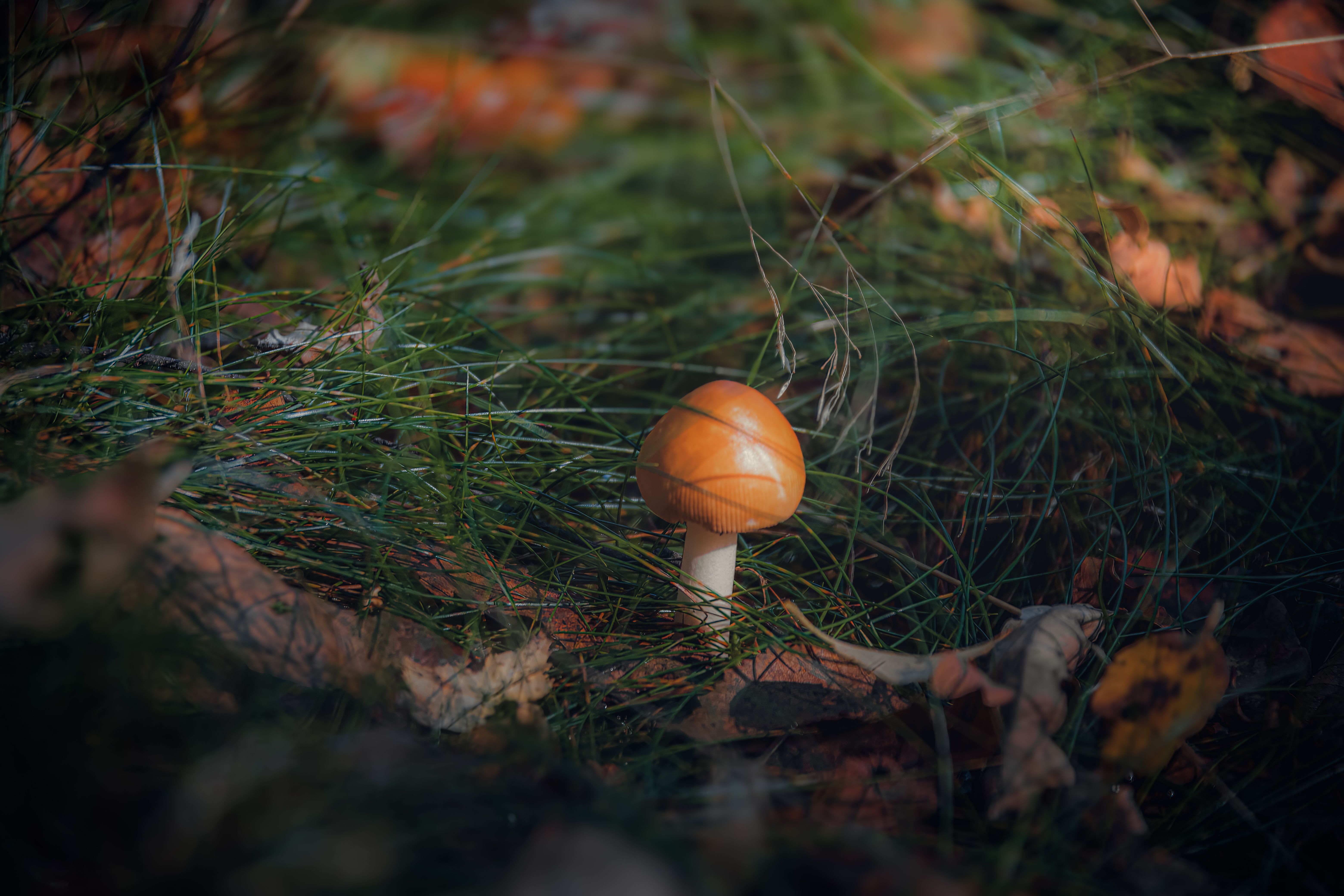 Mushroom Forest Photos, Download The BEST Free Mushroom Forest Stock ...